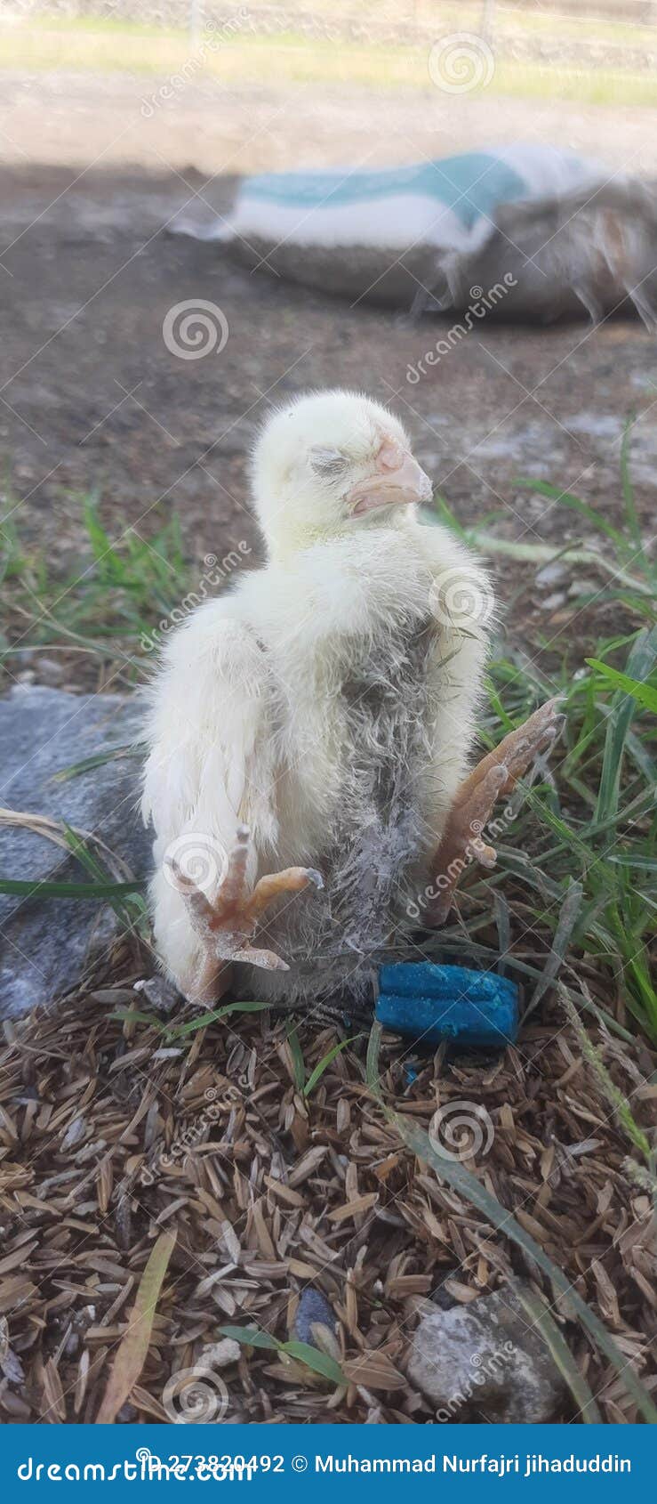 A Baby Chicken Sleep at the Yard Stock Photo - Image of grass, sleep ...