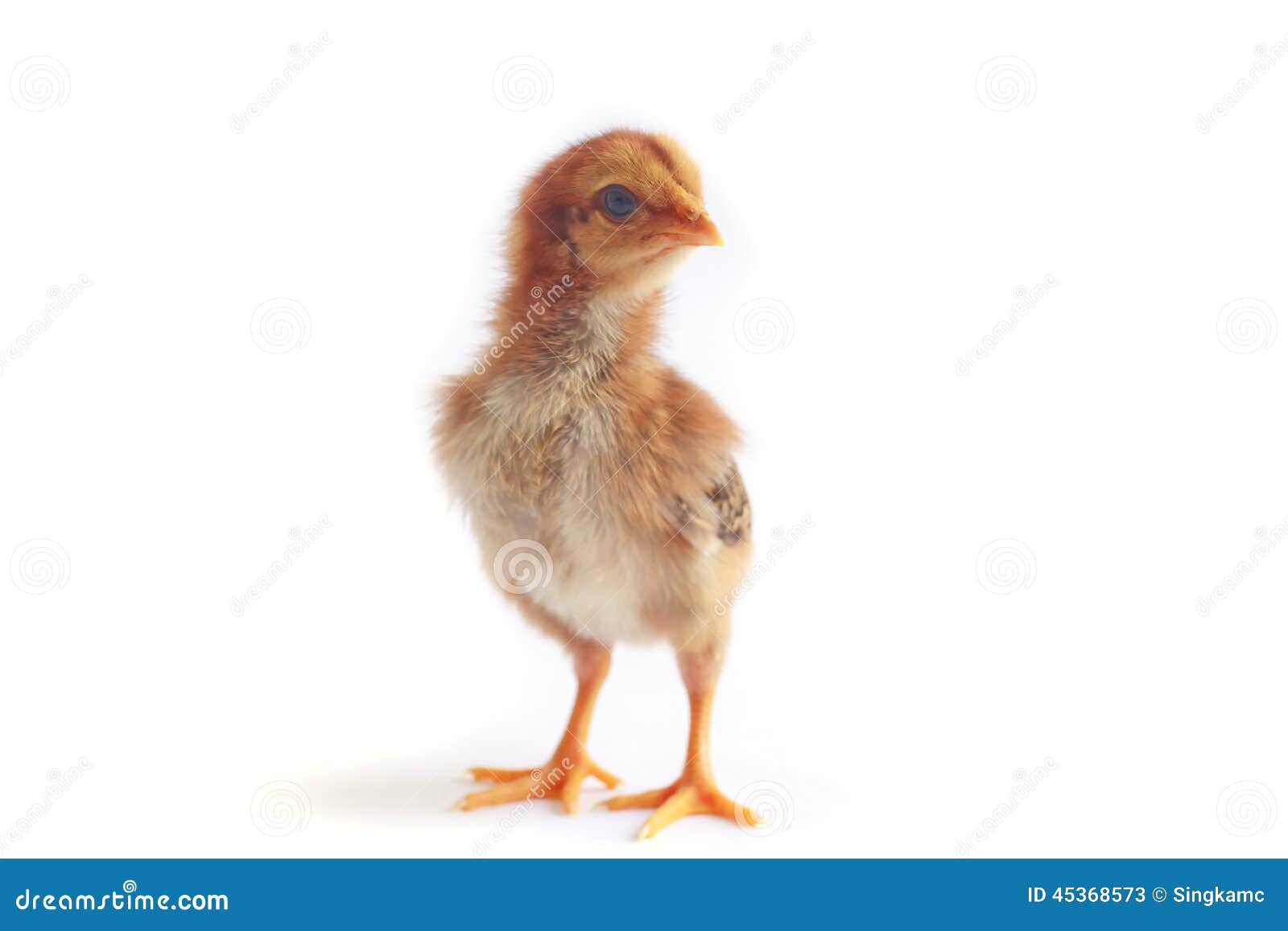 Baby chicken - Stock Image stock image. Image of family - 45368573