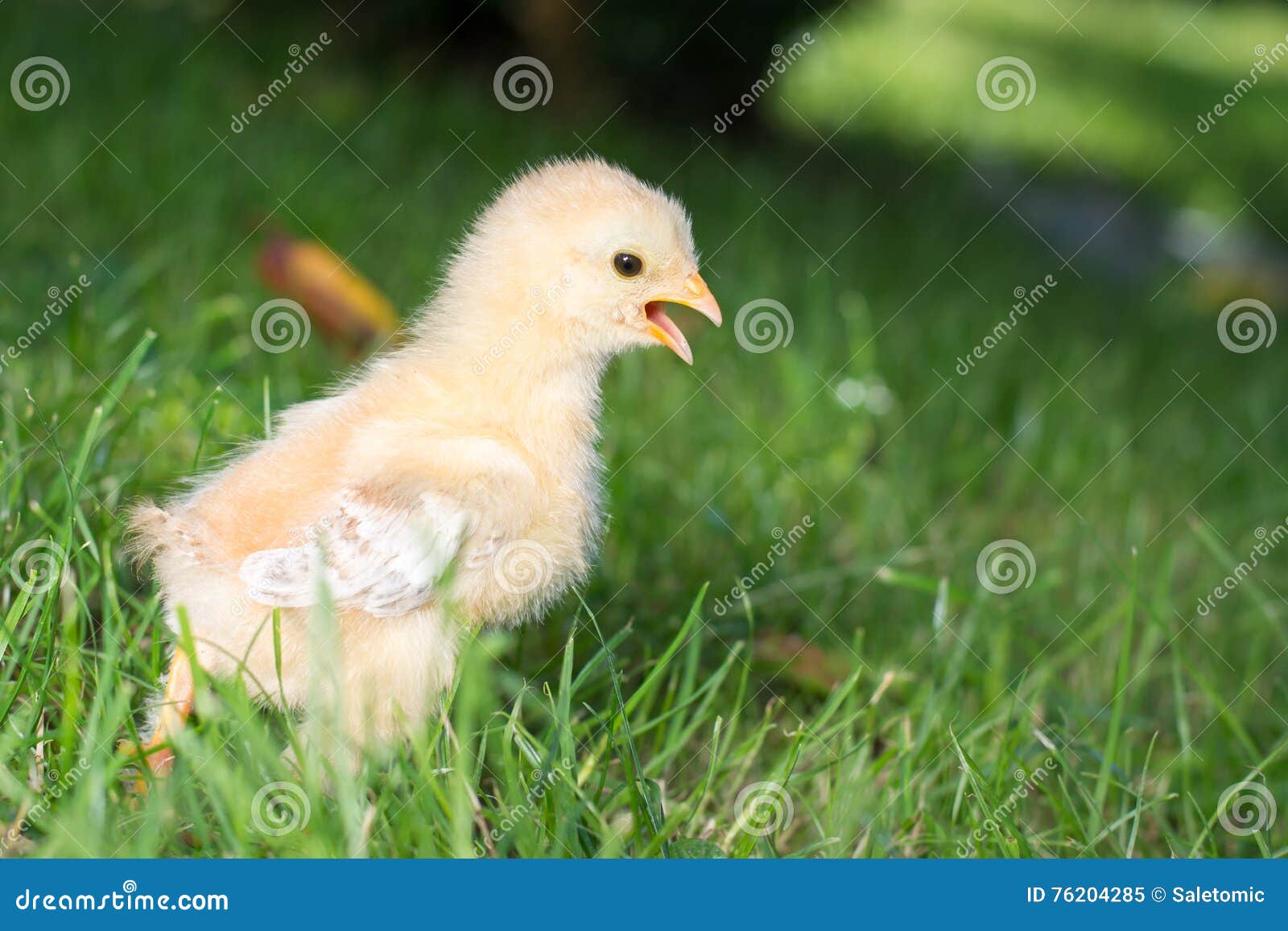 Baby Chicken Walking on Grass Stock Image - Image of bird, baby: 76204285