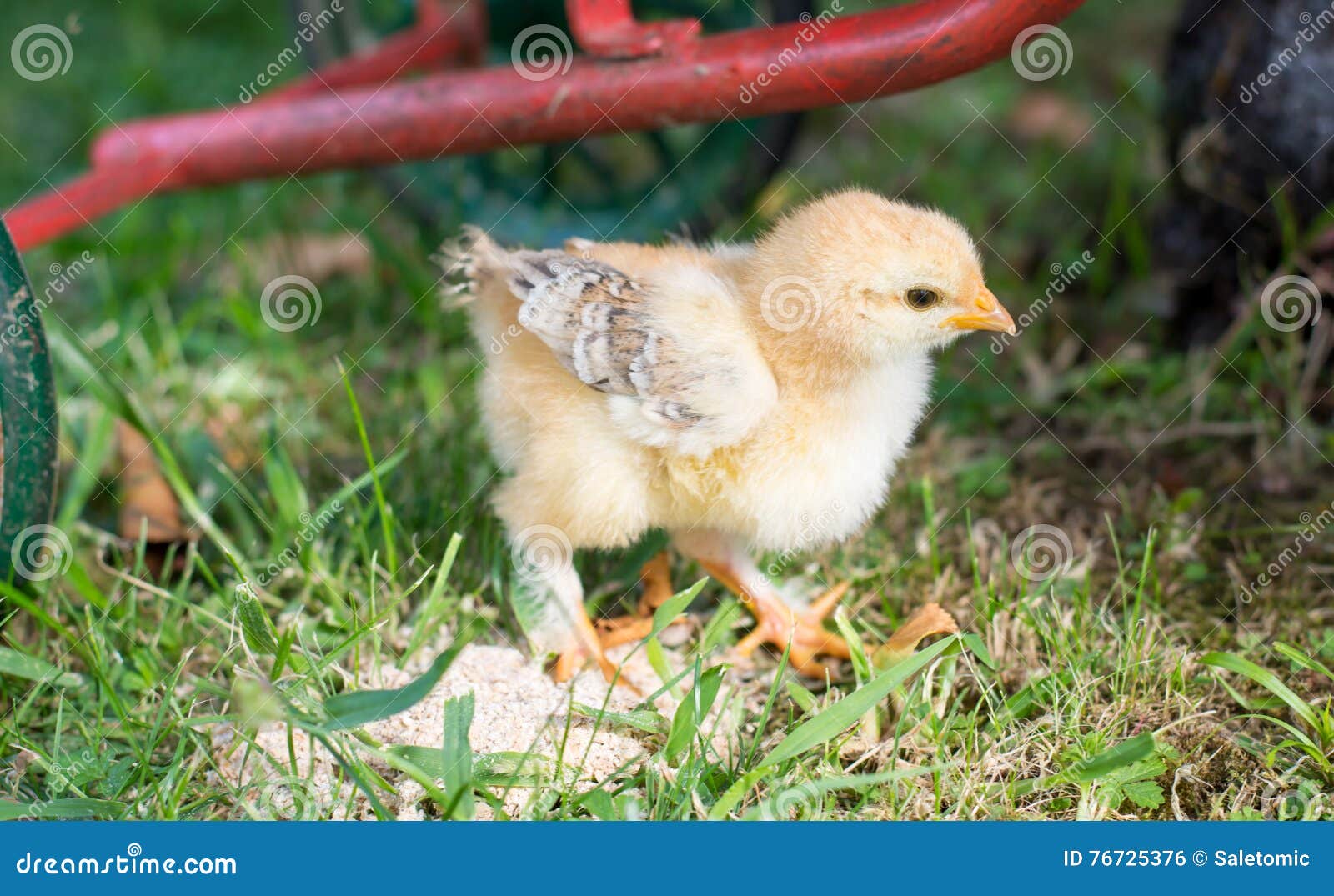 Baby Chicken Walking on Grass Stock Photo - Image of feather, alone ...
