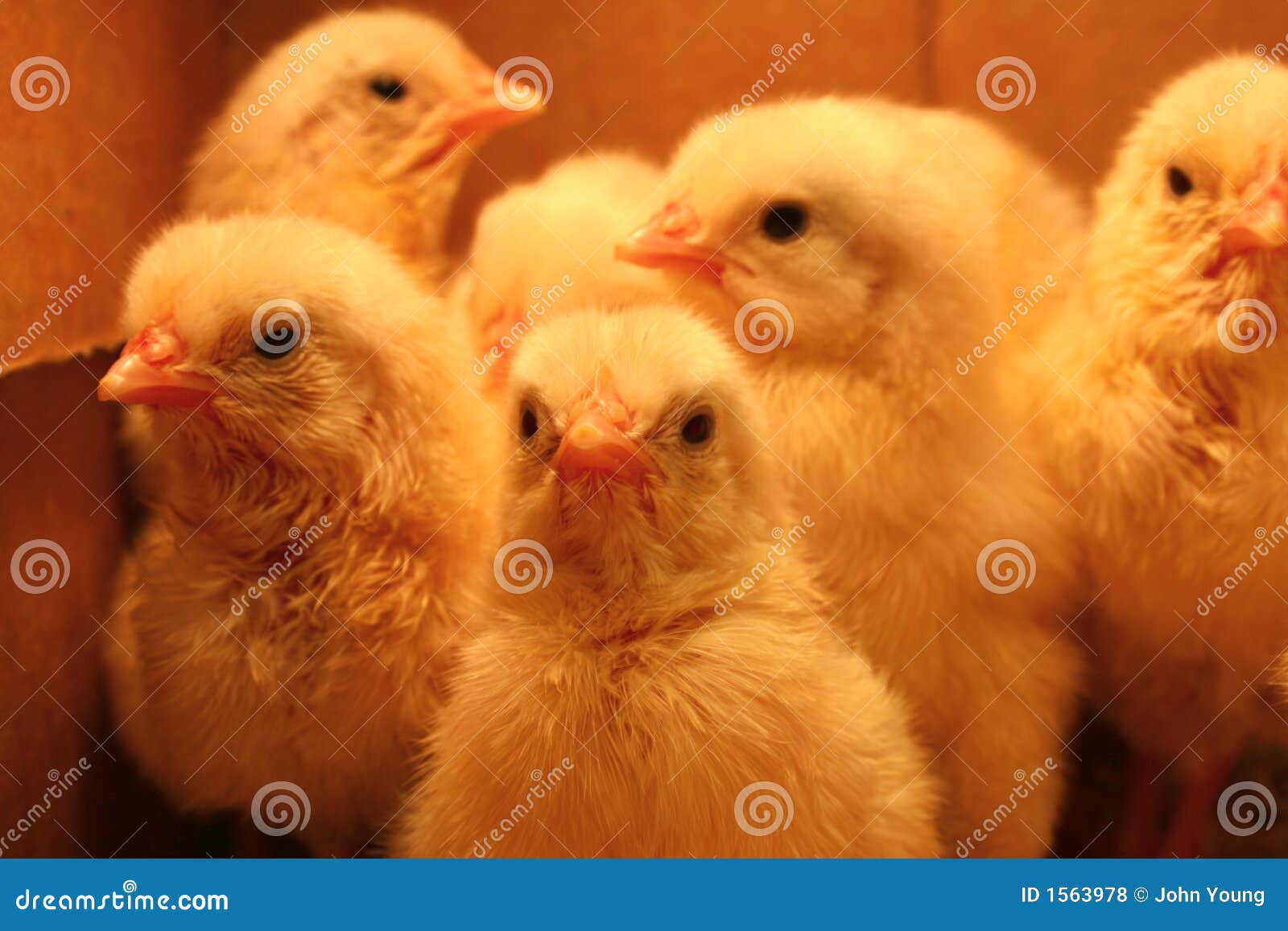 Baby chickens stock photo. Image of food, peep, grow, poultry - 1563978