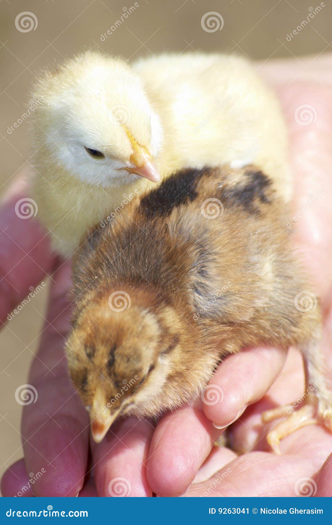Baby Chickens Royalty-Free Stock Photography | CartoonDealer.com #69678551