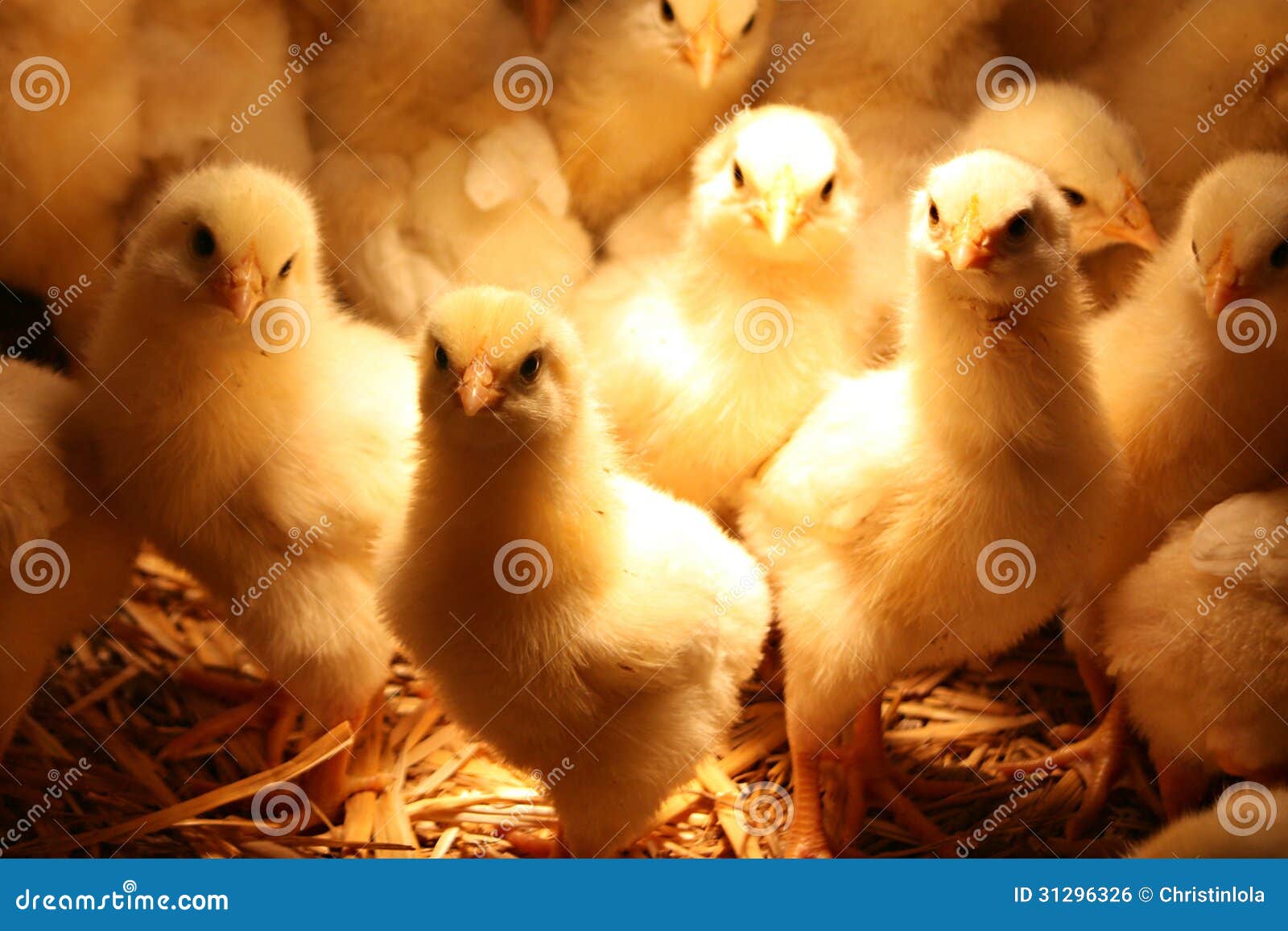Baby Chickens stock photo. Image of roosters, looking - 31296326