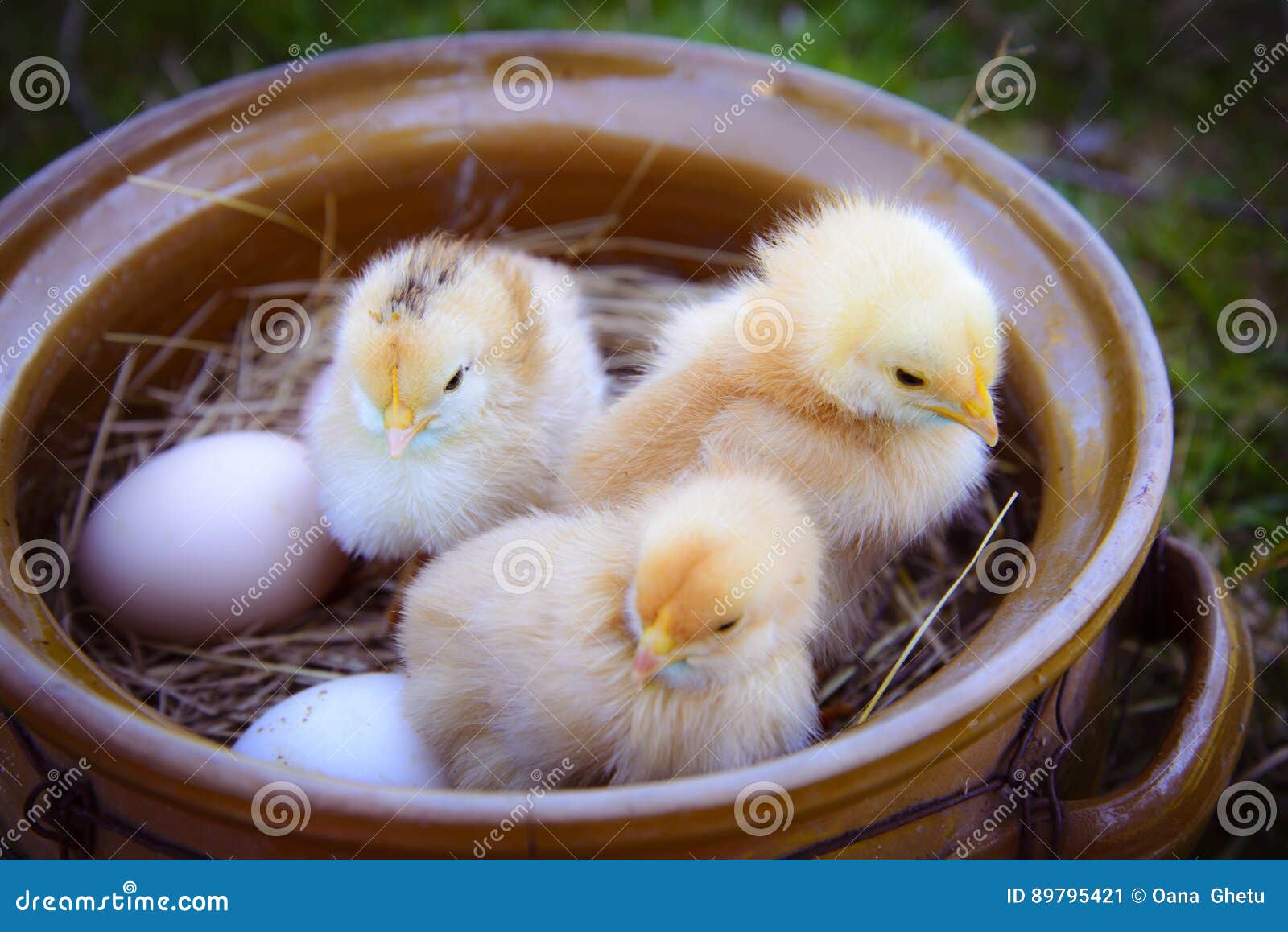 Baby chickens and eggs stock image. Image of eggs, life - 89795421