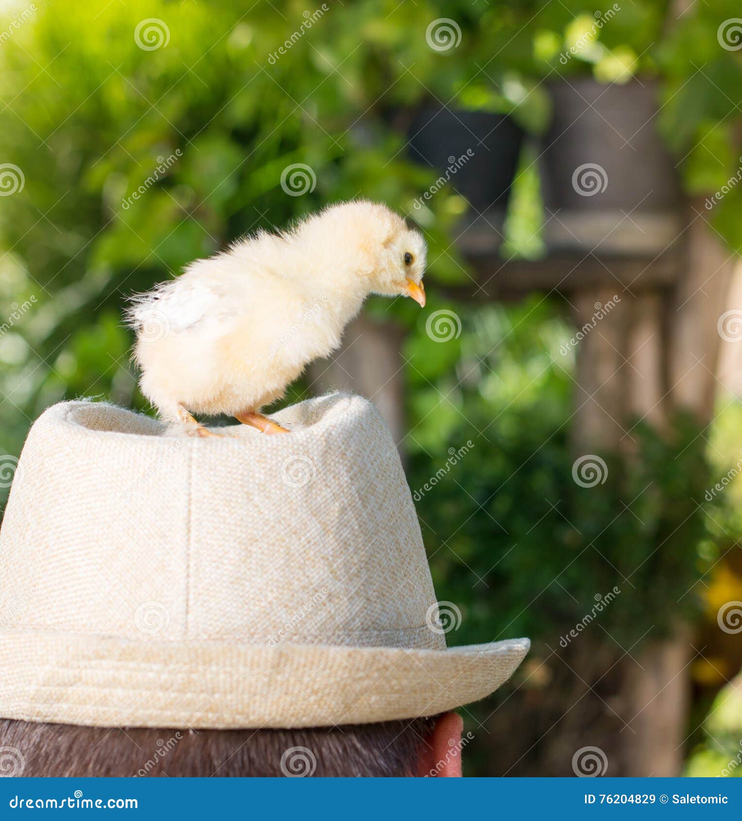 Baby chickens on mans head stock image. Image of chickens - 76204829
