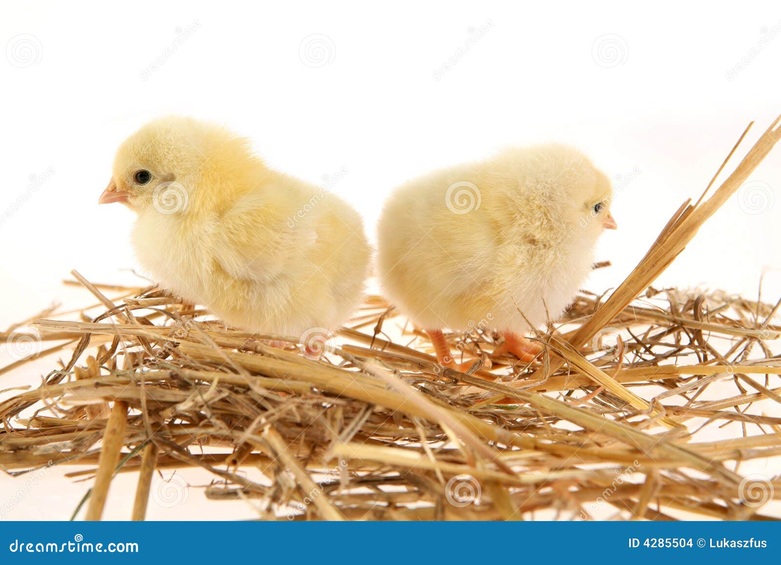 Baby chickens in nest stock photo. Image of pets, baby - 4285504