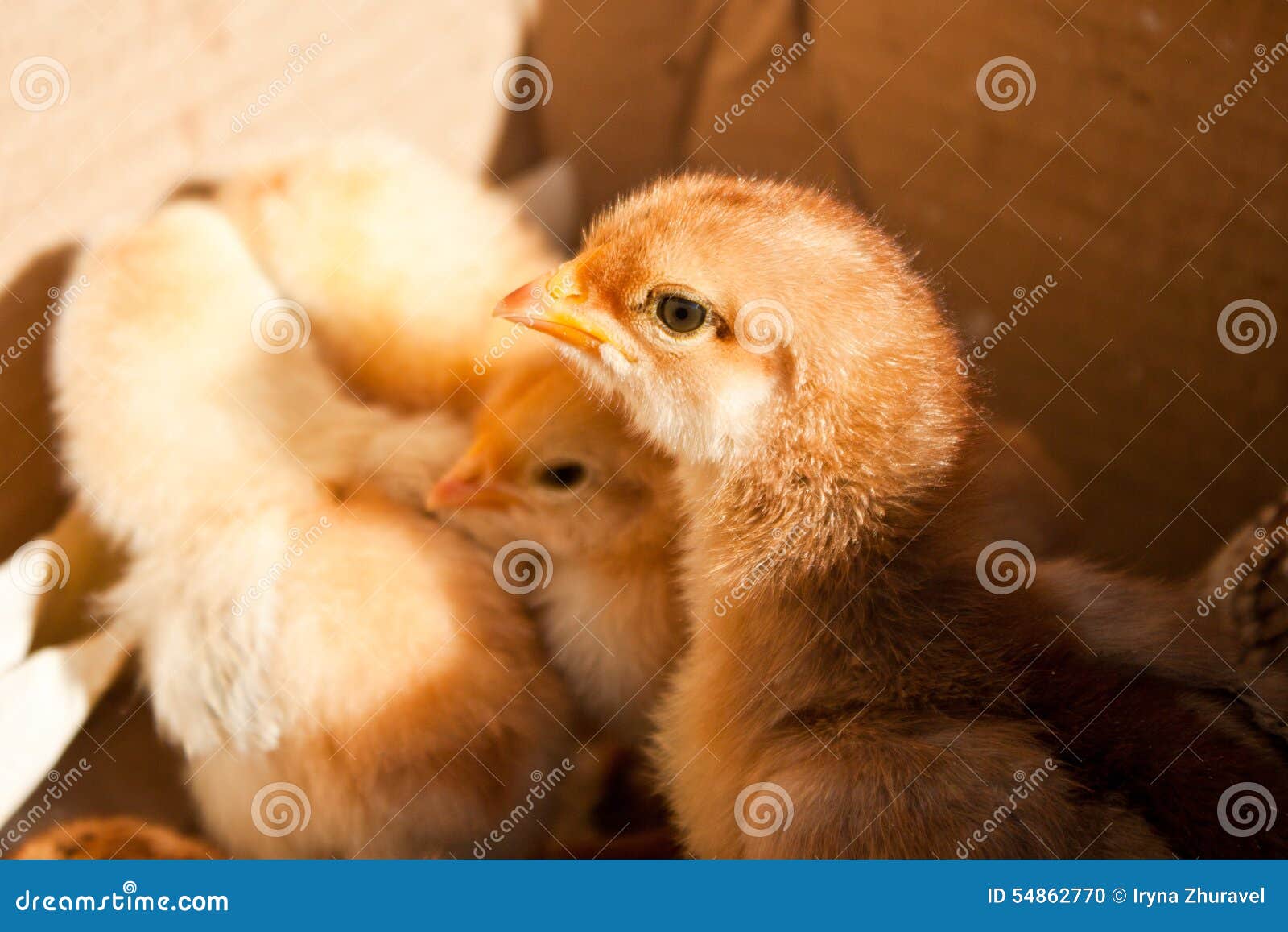 Baby Chickens stock photo. Image of hairy, cute, fluff - 54862770