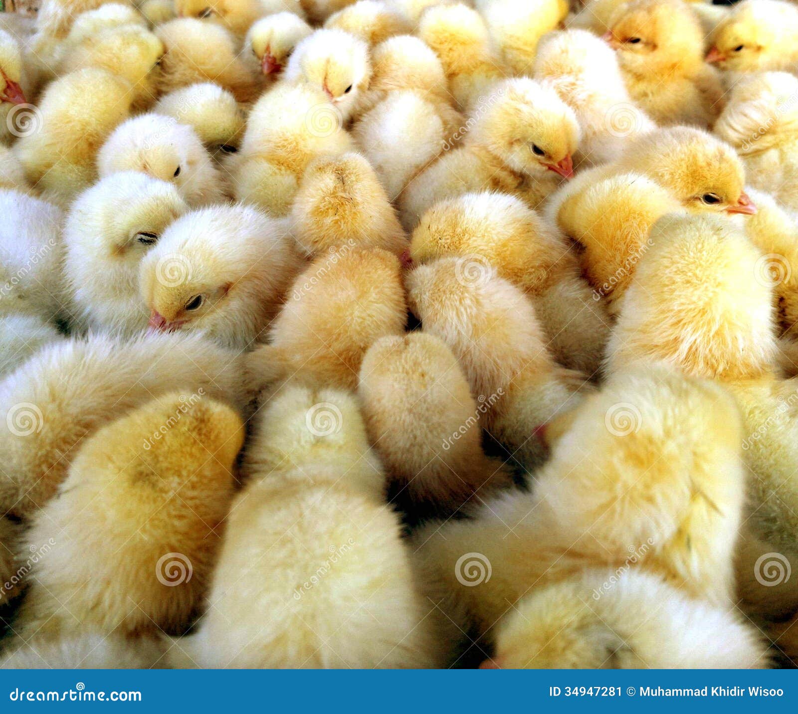 Baby Chickens stock image. Image of huddled, yellow, warming - 34947281