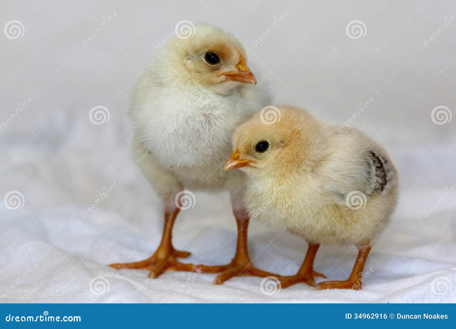 Baby Chickens stock photo. Image of young, yellow, fluff - 34962916