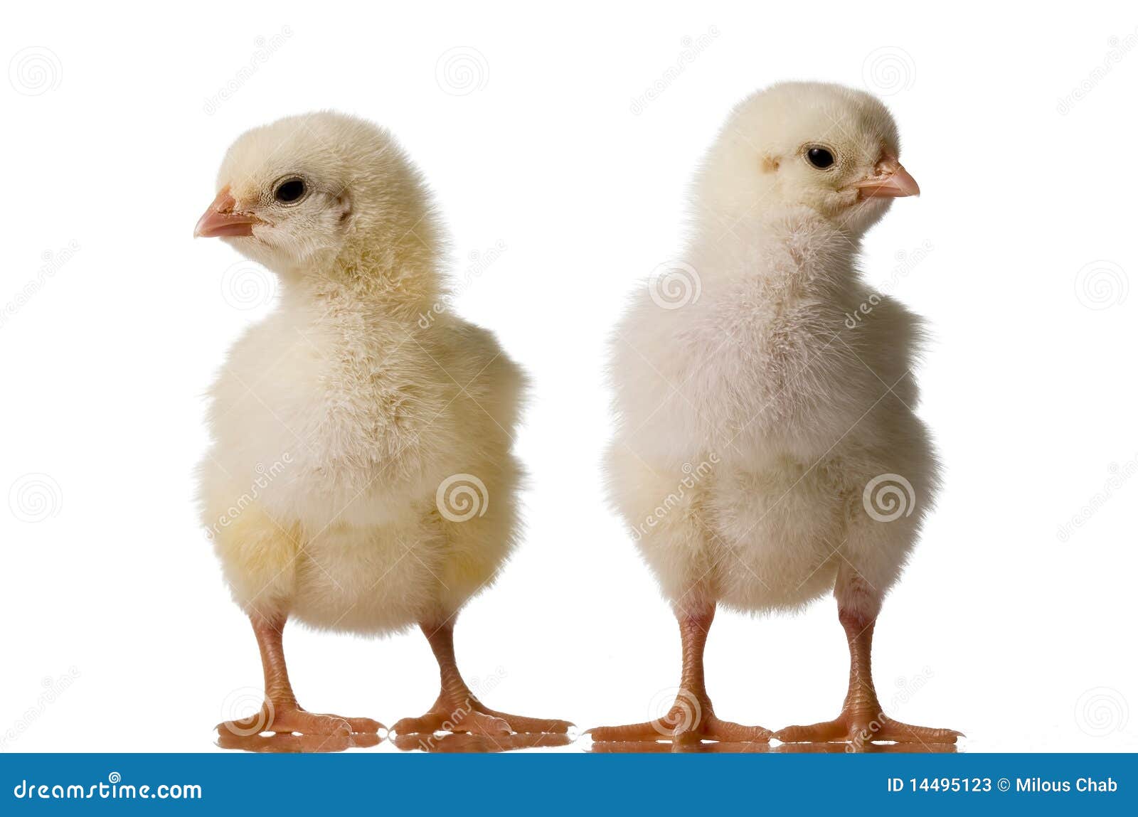 Baby chicks stock image. Image of looking, feather, isolated - 14495123
