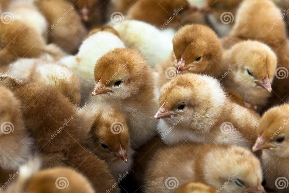 Baby chicks stock photo. Image of life, young, fluffy - 24981874