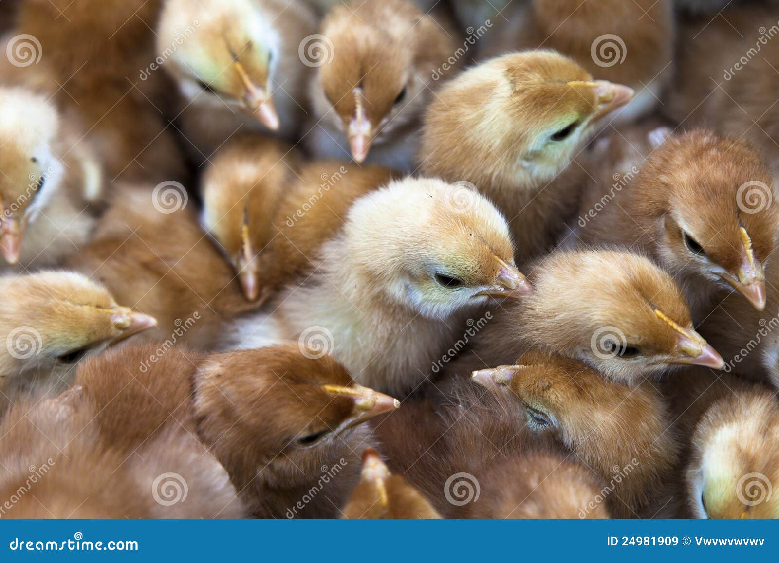 Baby chicks stock image. Image of baby, life, lovely - 24981909