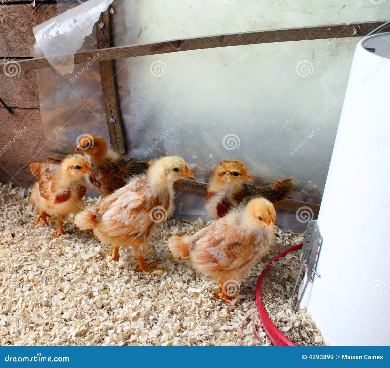 Baby Chicks Picture. Image: 4293899