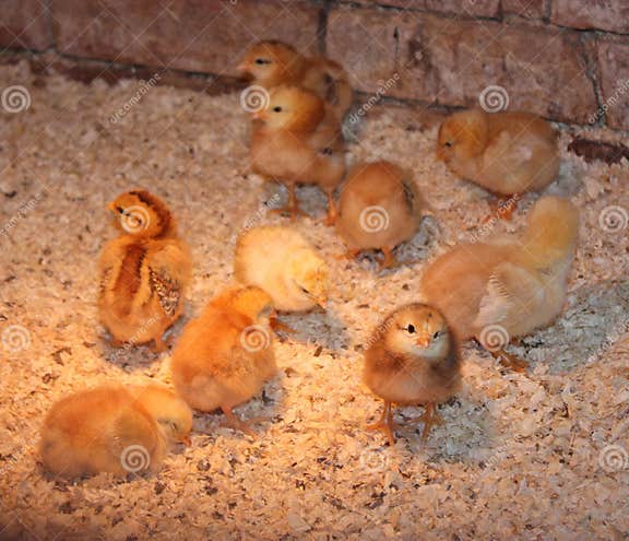 Baby chicks stock image. Image of little, hatchery, fluffy - 8858041
