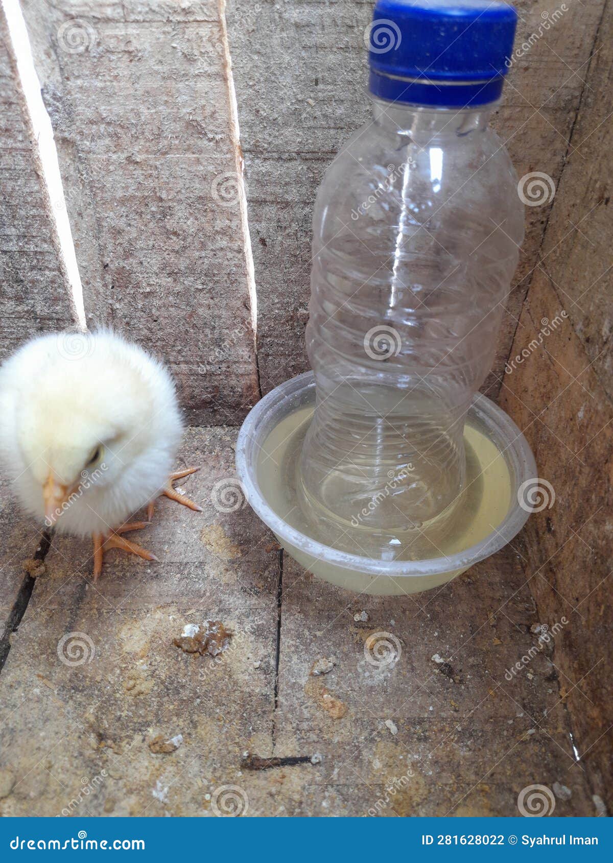 Baby Chicks Drinking in Wooden Cage Stock Photo - Image of chicks ...
