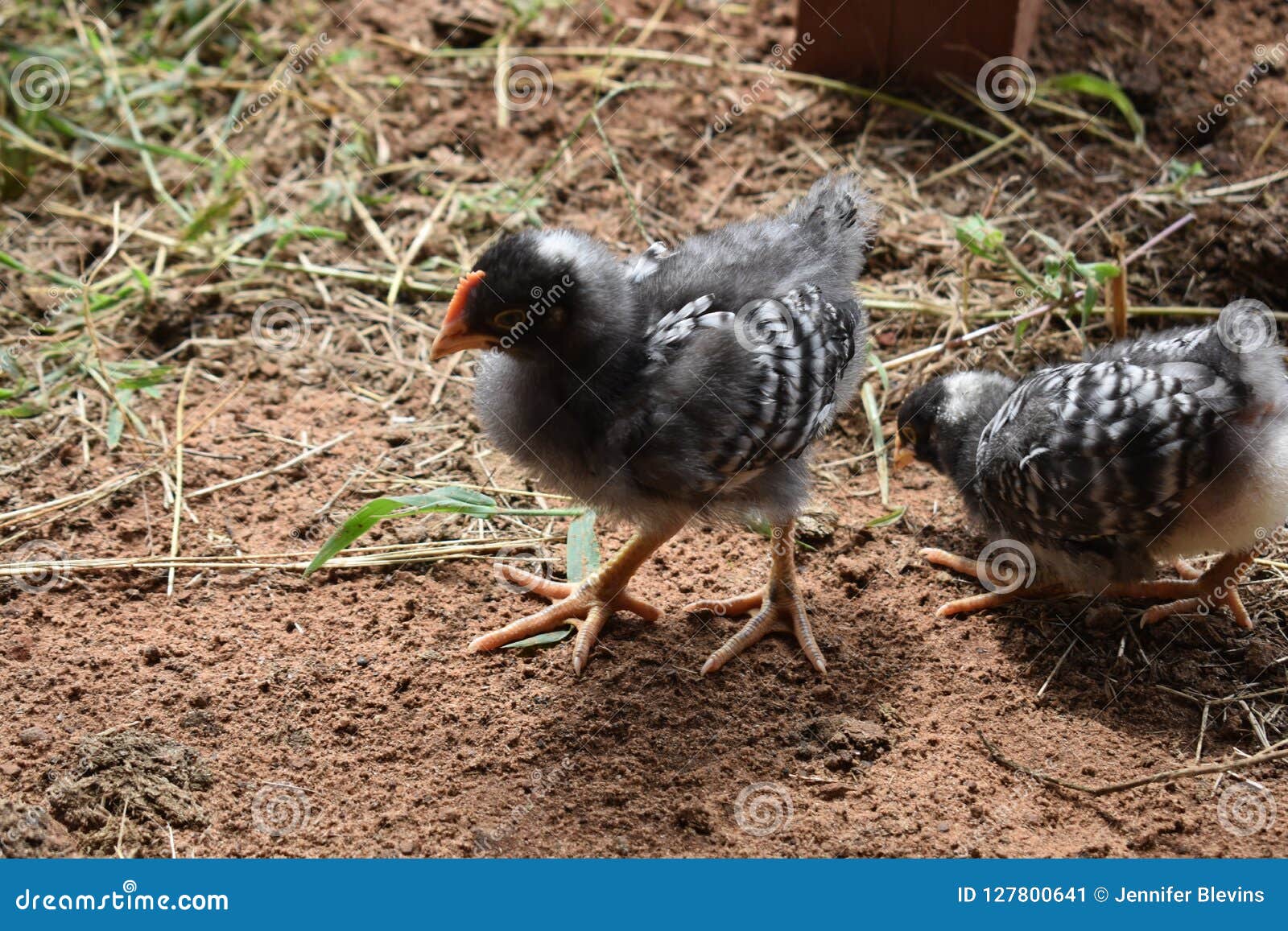 Baby Chicks Exploring Outside Stock Image - Image of chicken, feather ...