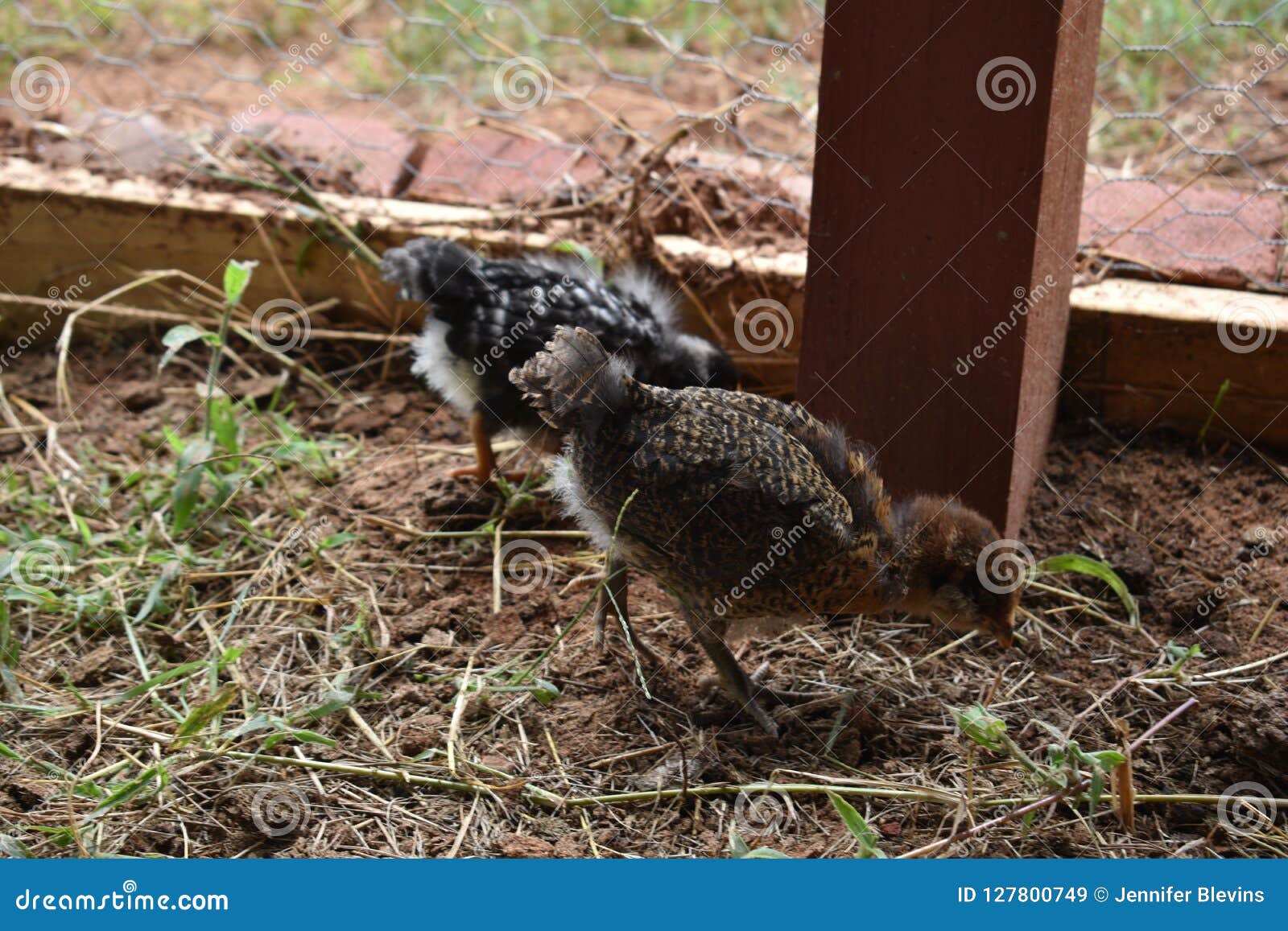 Baby Chicks Exploring Outside Stock Image - Image of fuzzy, beak: 127800749