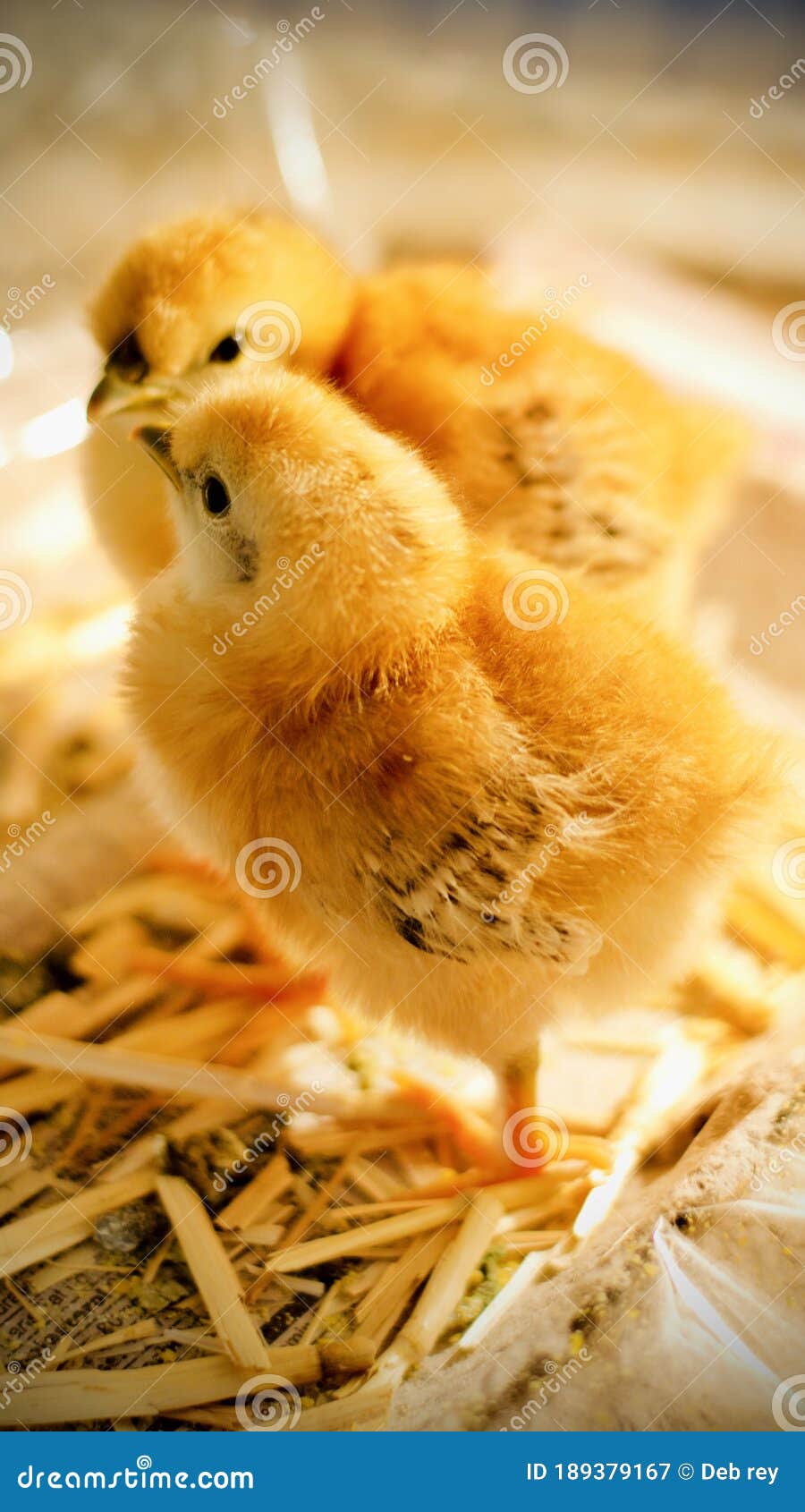 Baby chicks stock image. Image of wildlife, nature, chicks - 189379167