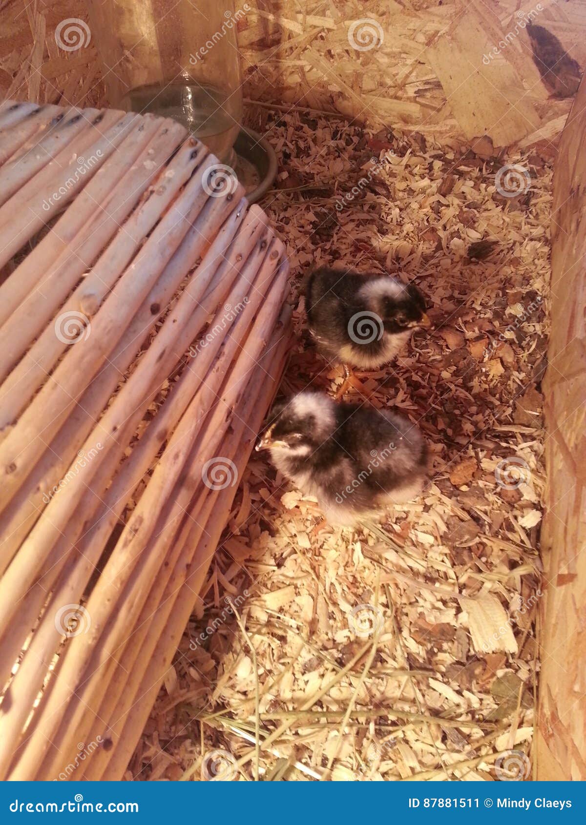 Old Baby Chicka Stock Photos - Free & Royalty-Free Stock Photos from ...