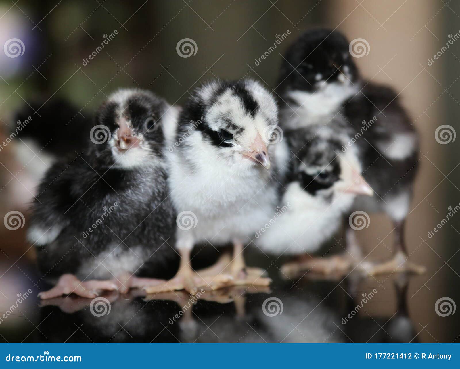 Baby chicks flock stock photo. Image of baby, surface - 177221412