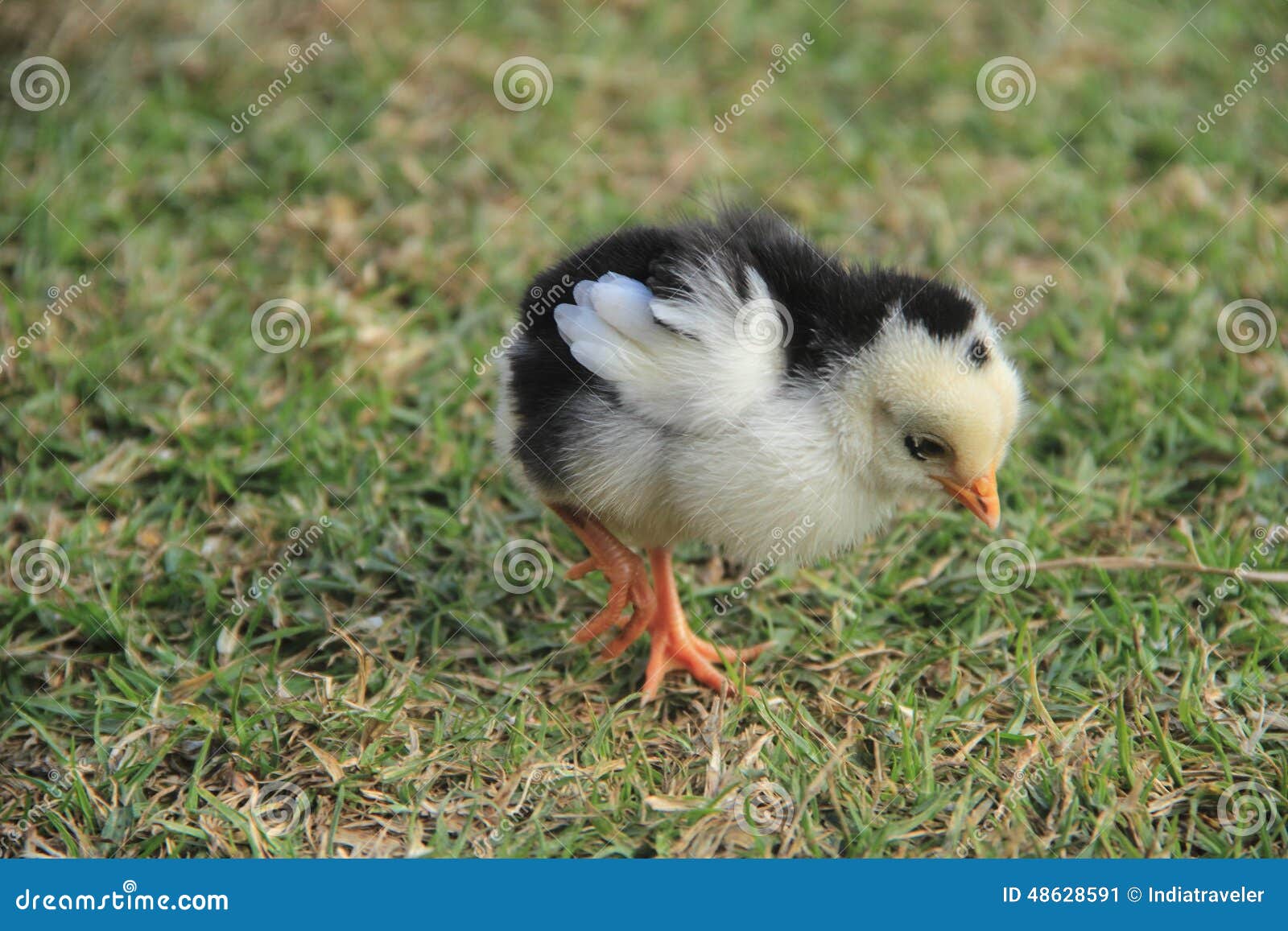 Baby Chicks-1. stock image. Image of spring, chicks, looking - 48628591