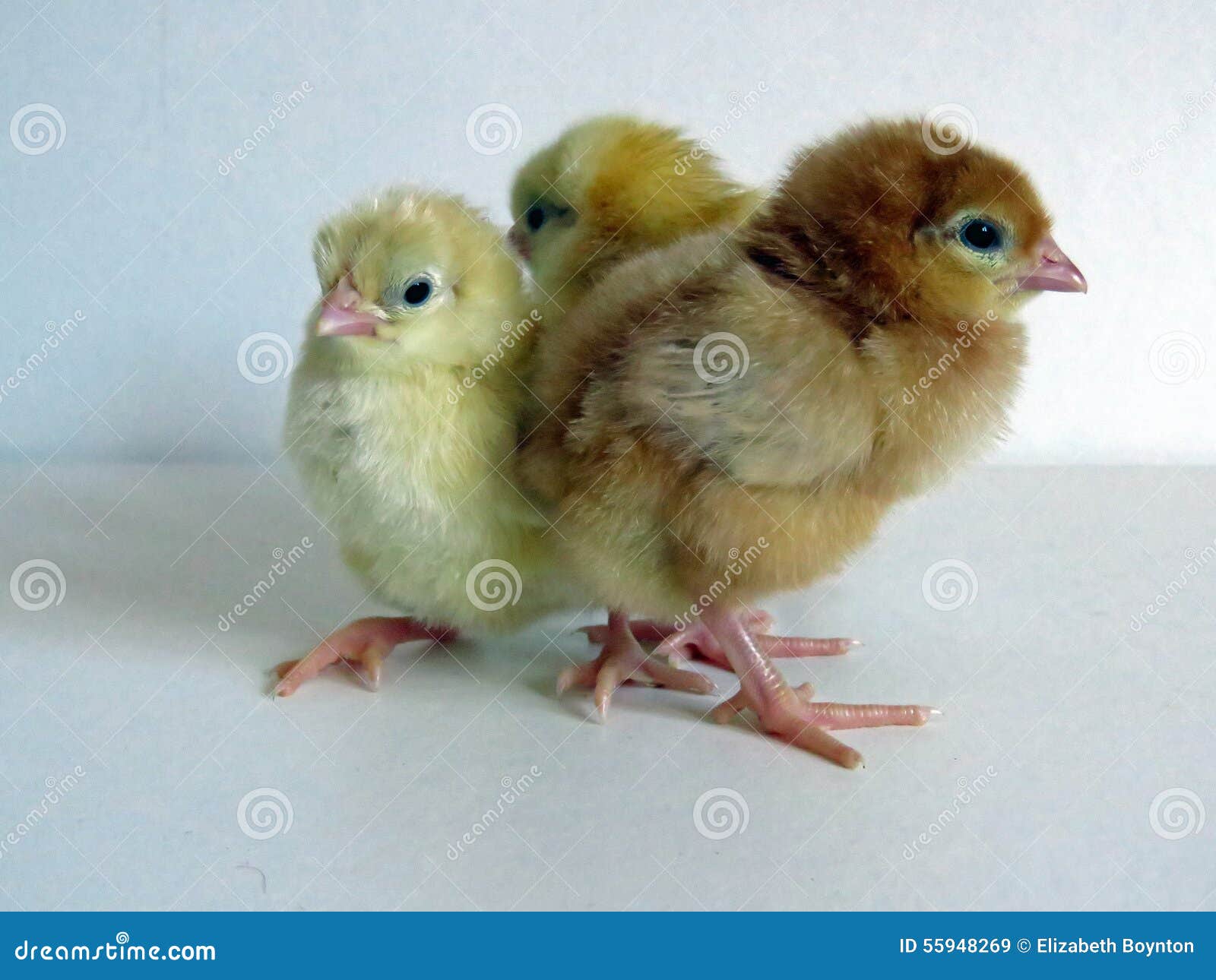 Baby Chicks stock image. Image of livestock, hatch, cute - 55948269