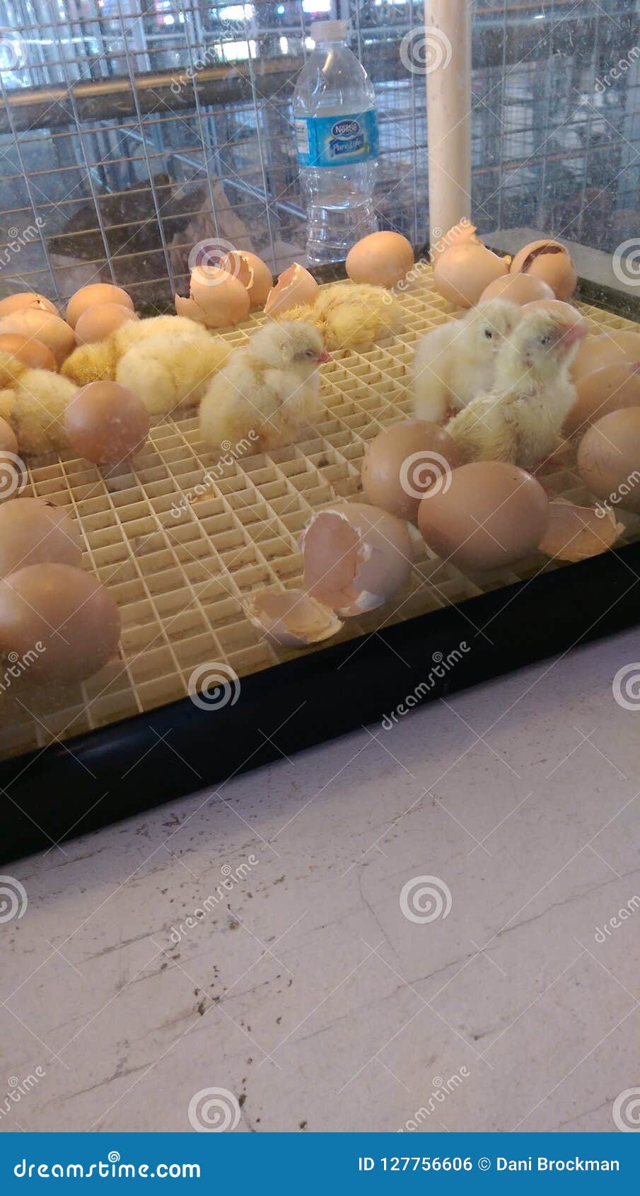 Baby chicks editorial photo. Image of fair, hatching - 127756606