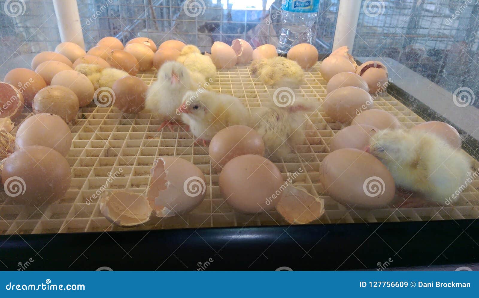 Baby chicks stock image. Image of state, hatching, fair - 127756609