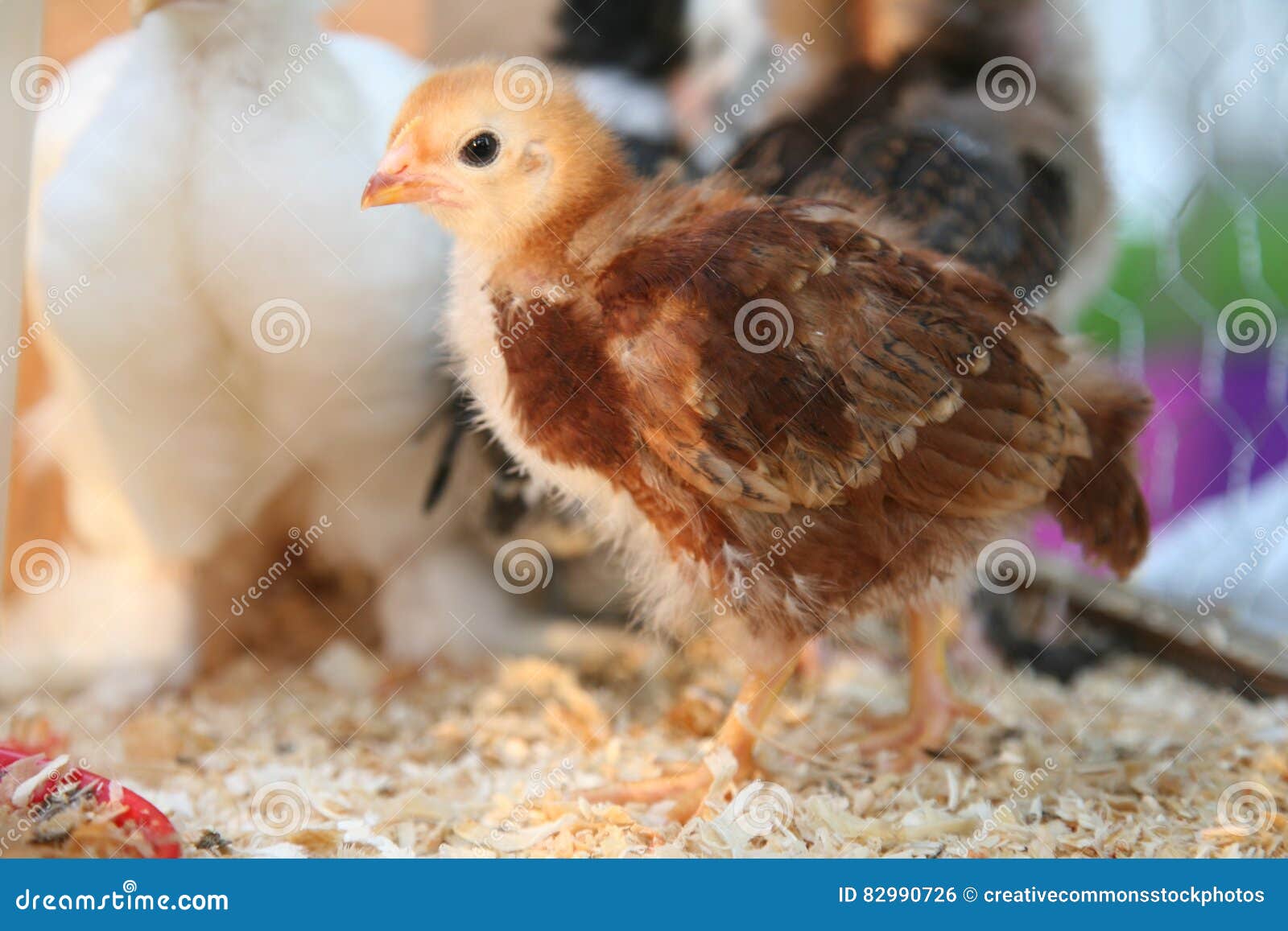 Baby Chicks Picture. Image: 82990726