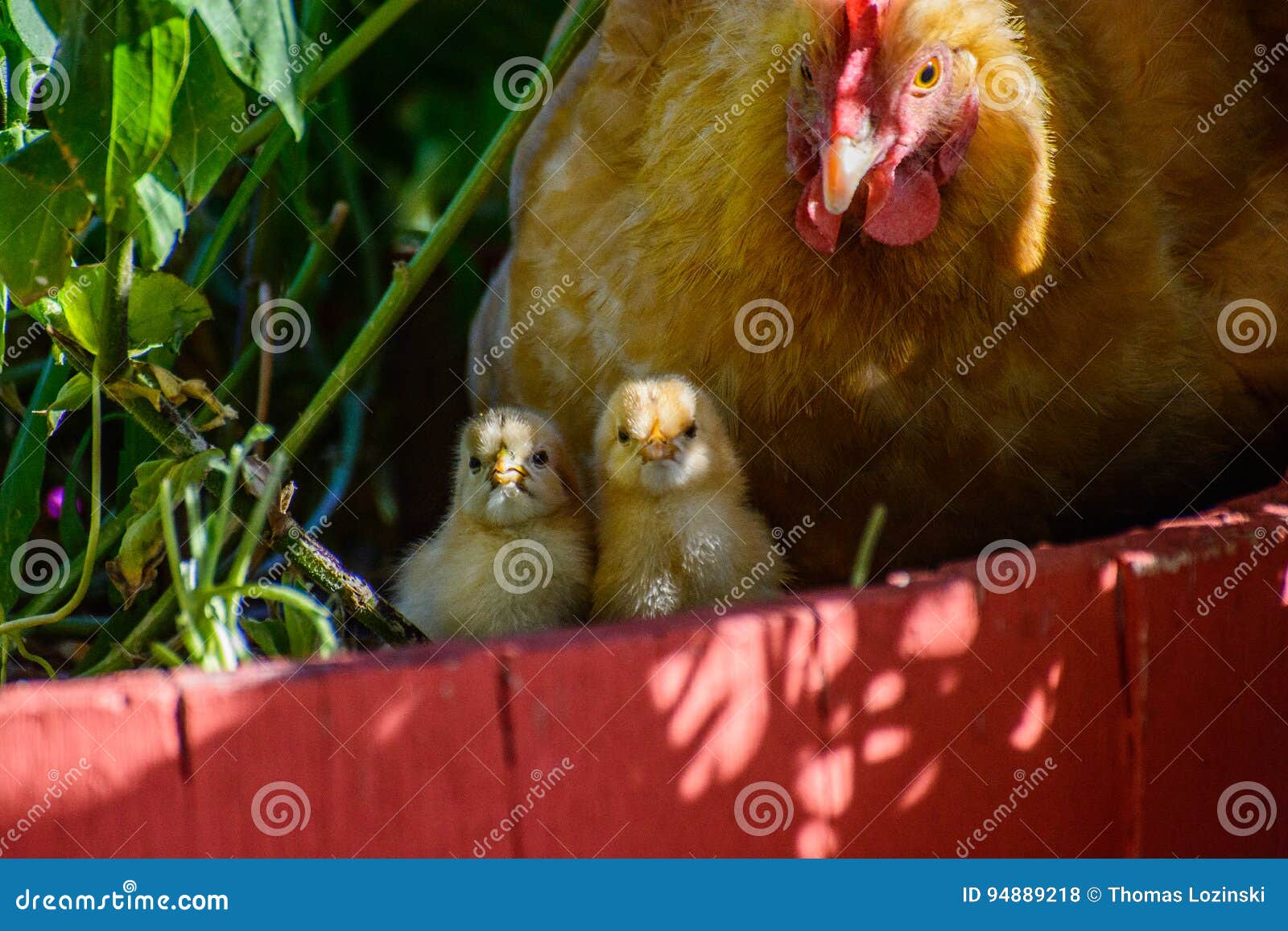Baby chicks stock photo. Image of mother, chicks, baby - 94889218