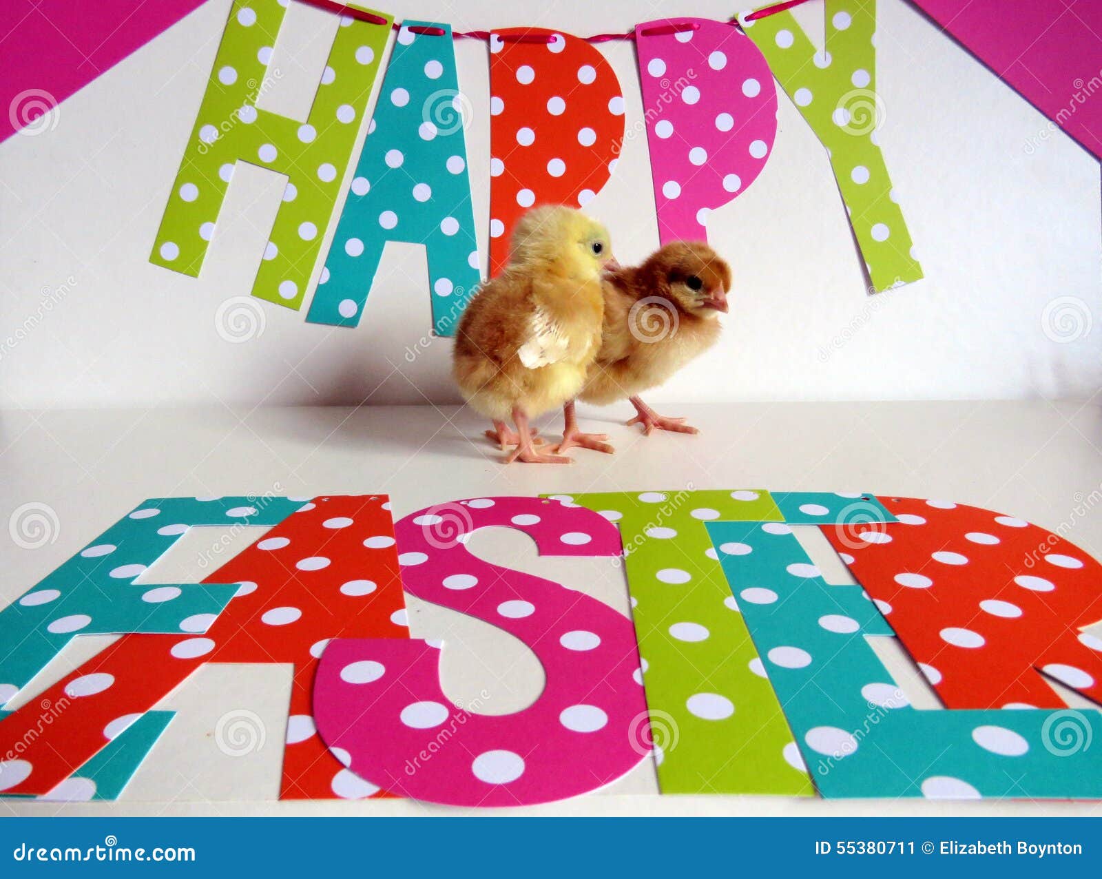 Baby Chicks stock image. Image of born, food, chicks - 55380711