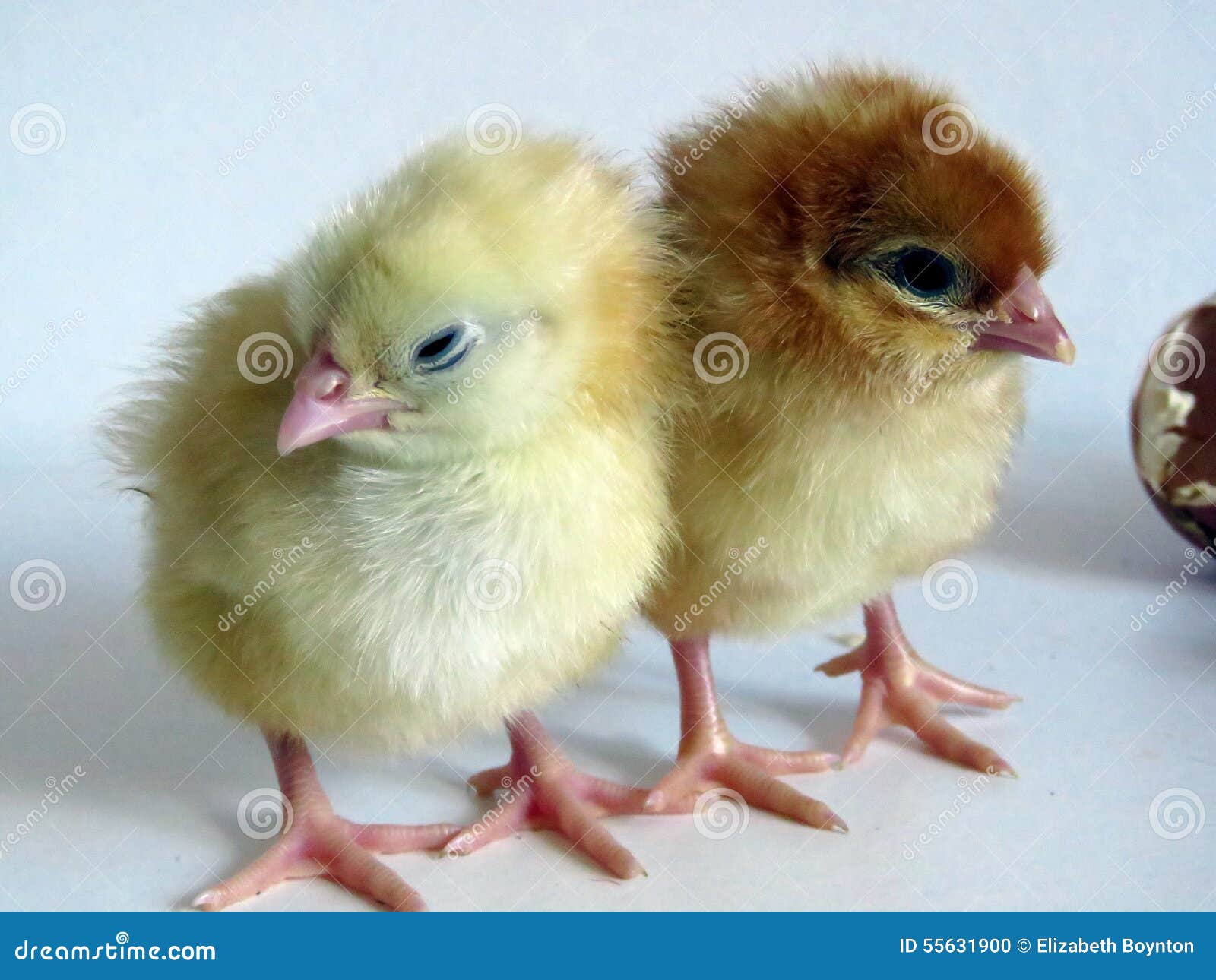 Two Baby Chicks