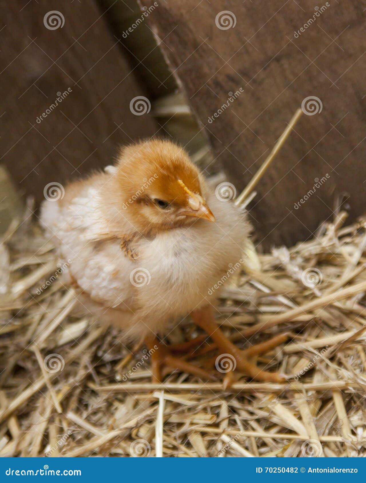 Baby Chicks stock photo. Image of table, outdoors, range - 70250482