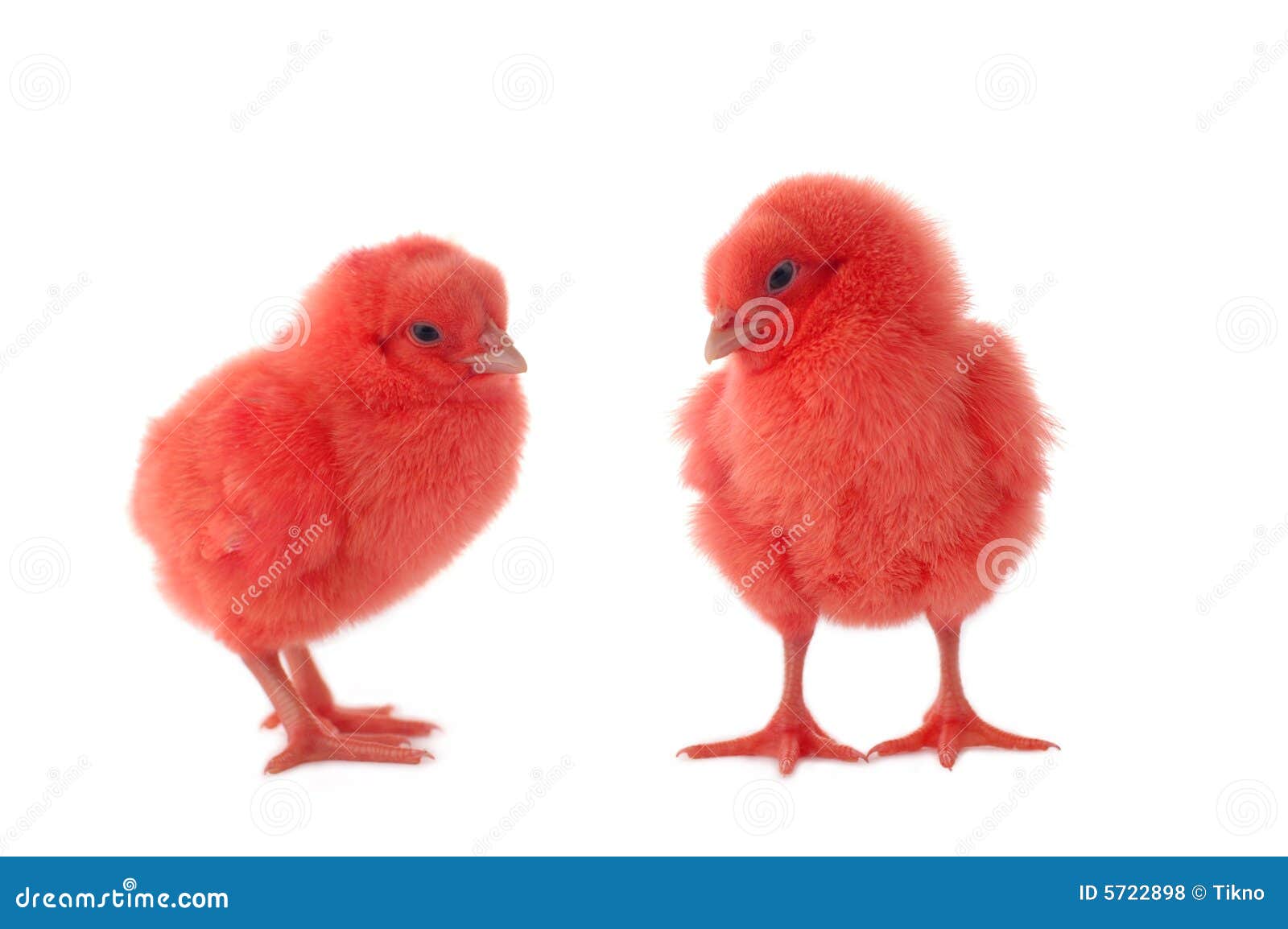 Baby chikens stock photo. Image of bacground, livestock - 5722898