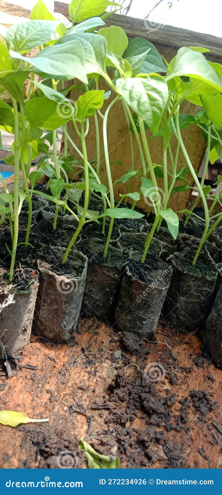 Baby chili in the morning stock photo. Image of grass - 272234926