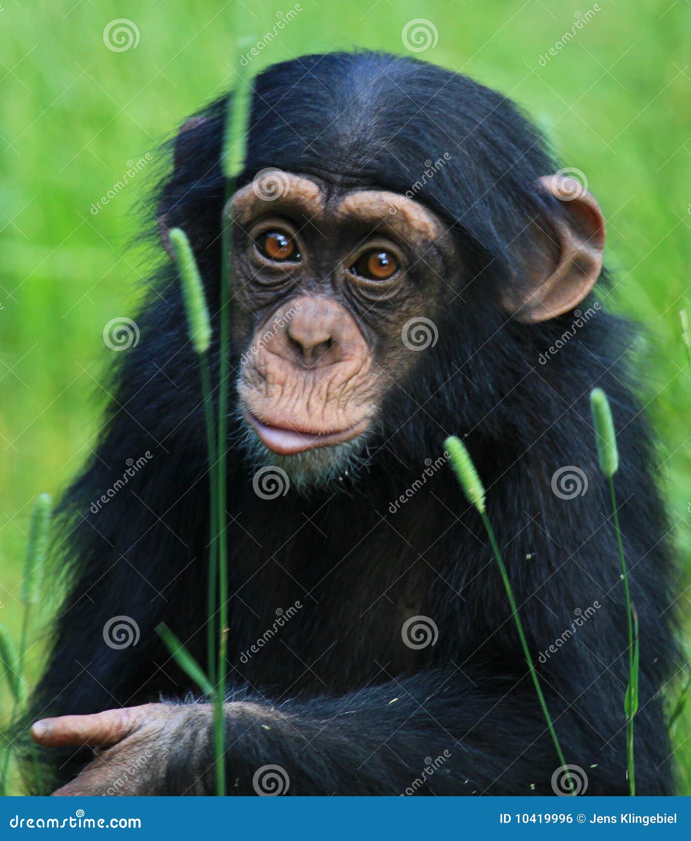Baby chimp stock photo. Image of monkey, humor, baby - 10419996