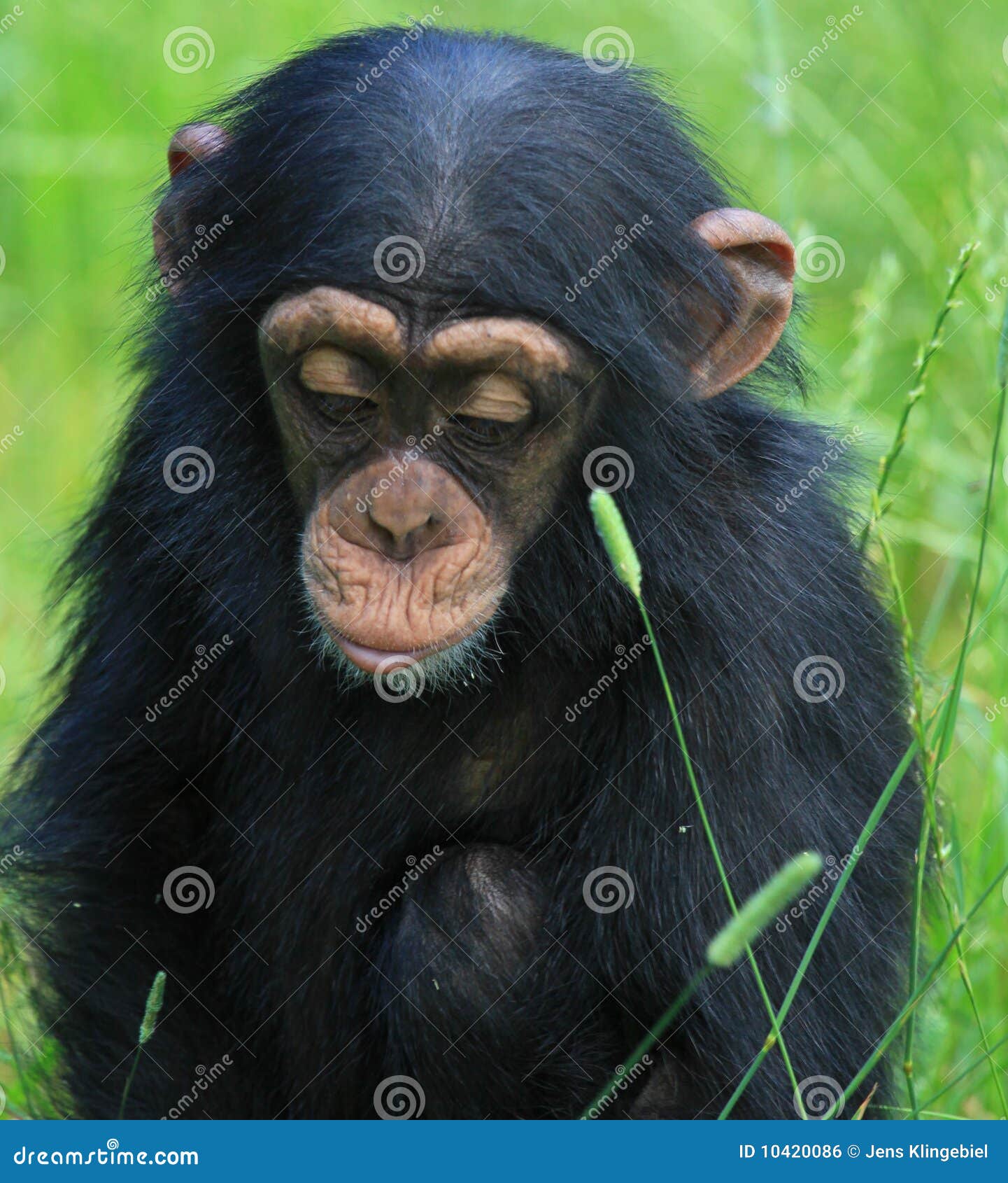 Baby chimp stock photo. Image of chimpanzee, wildlife - 10420086