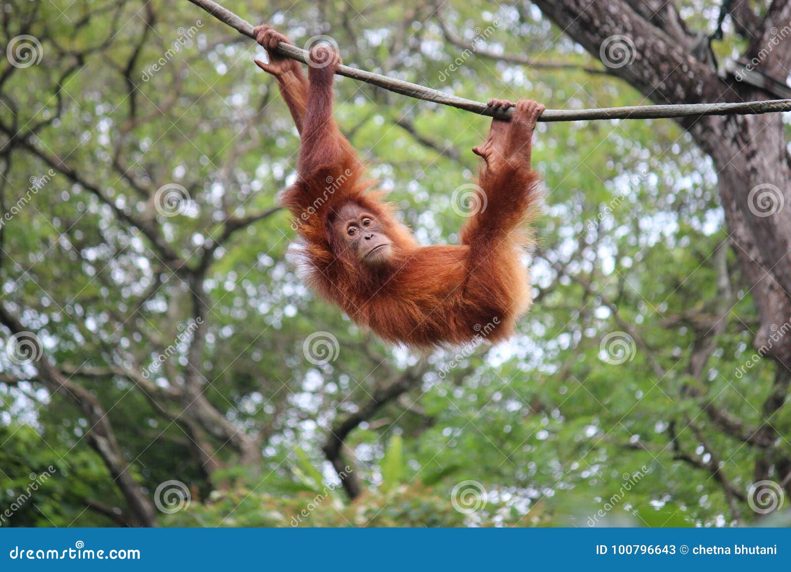 Chimp on the tree stock image. Image of enjoying, afternoon - 100796643