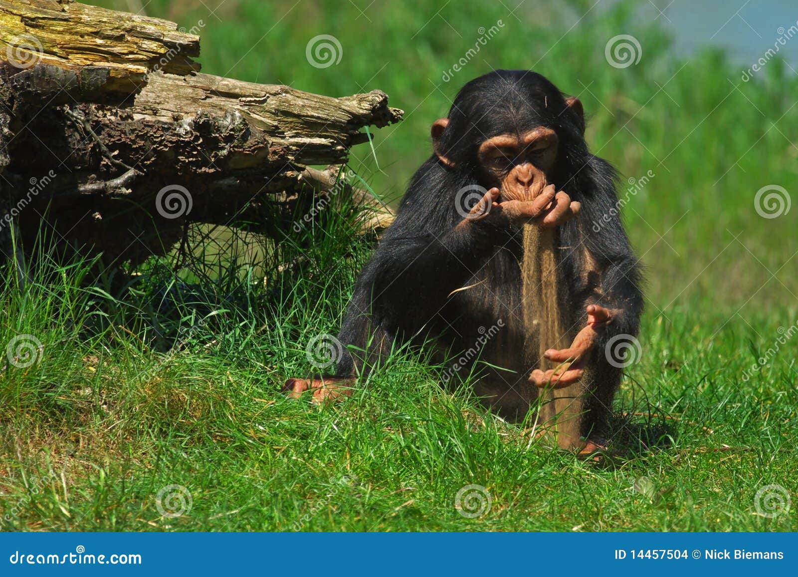 Baby Chimp Playing with Sand Stock Photo - Image of mammal, playing ...