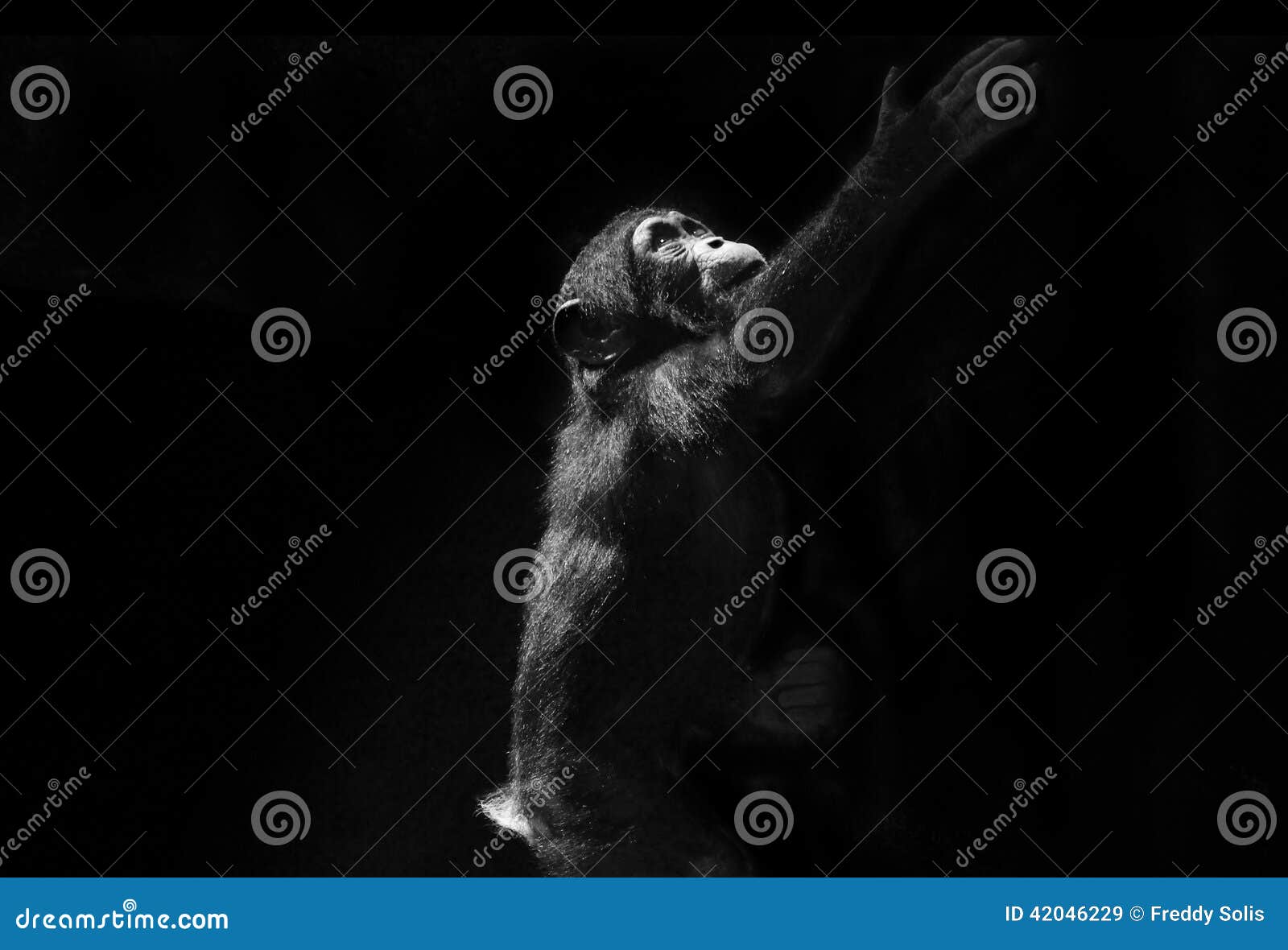 Baby Chimp reaching up stock image. Image of mammal, reaching - 42046229