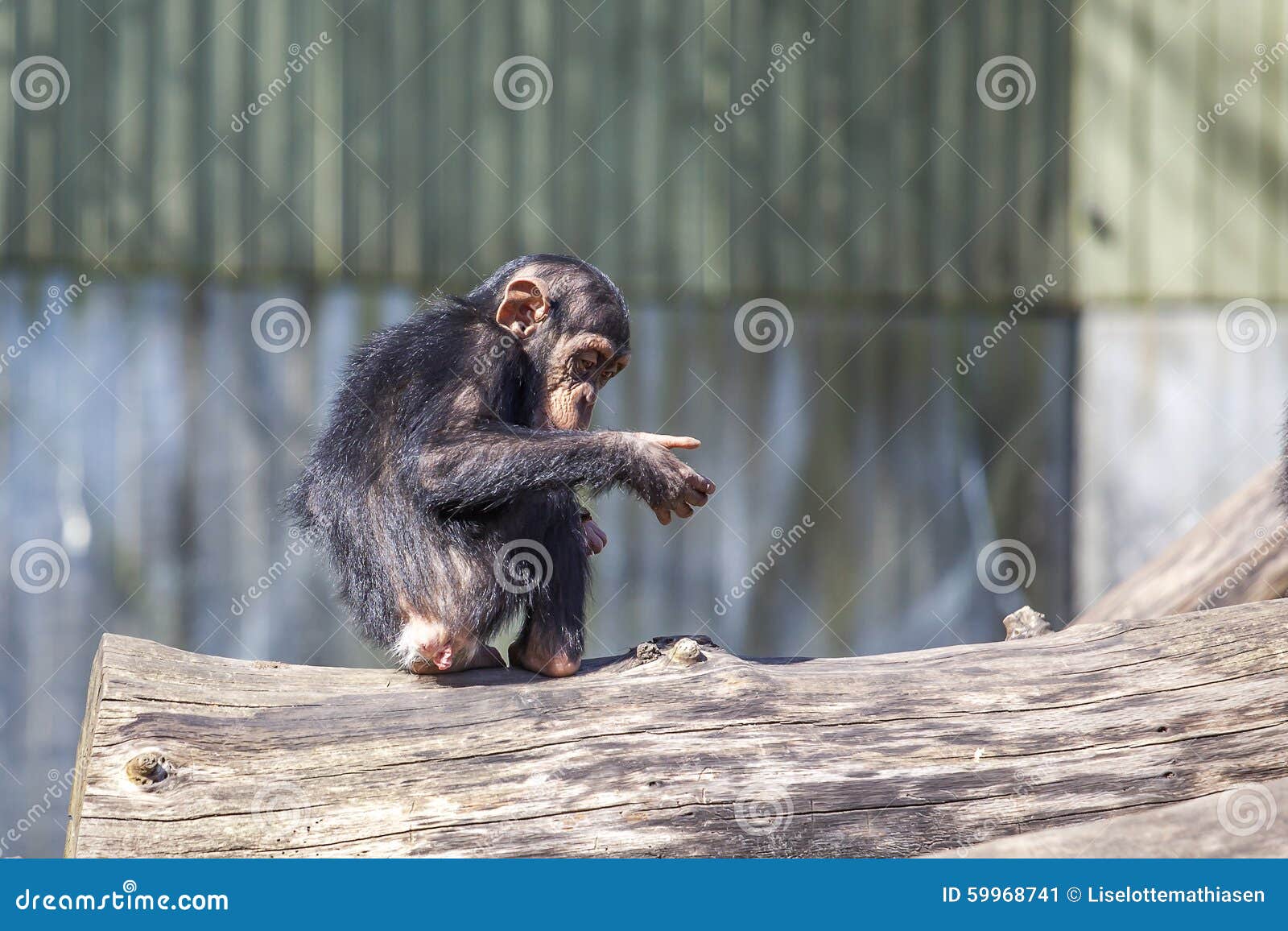 Baby Chimpanse stock image. Image of chimpanse, lonely - 59968741