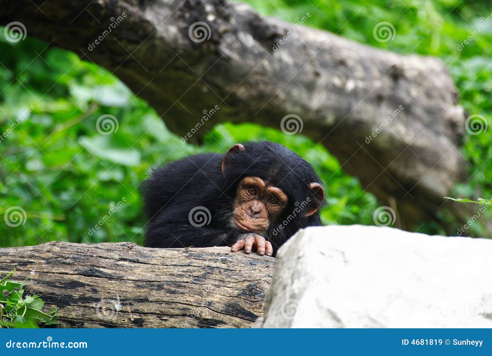 Baby chimpanzee stock image. Image of little, question - 4681819