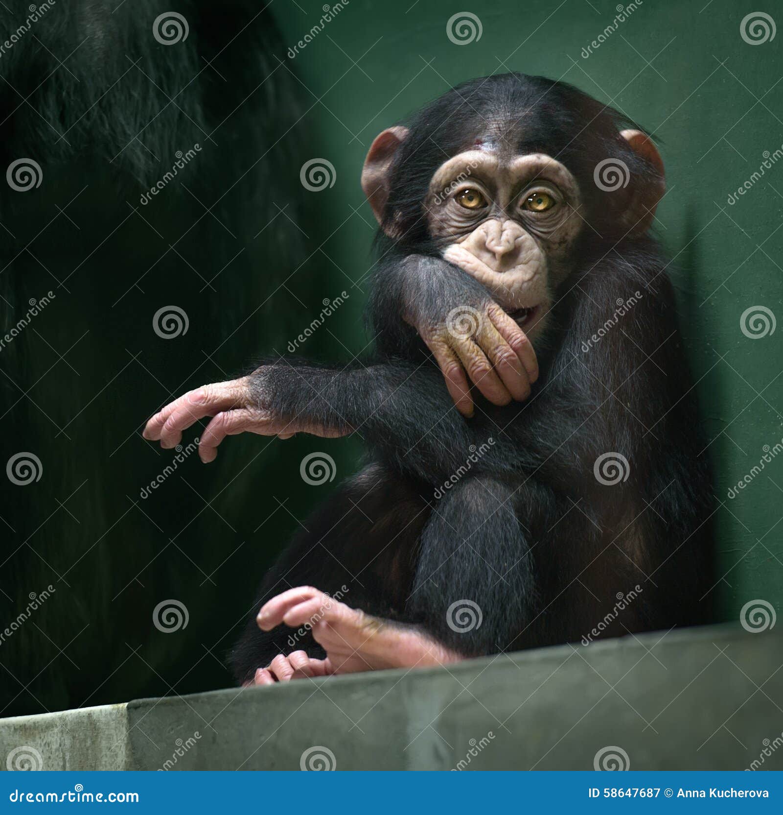 Baby Chimpanzee Looking in Camera Stock Image - Image of smart ...
