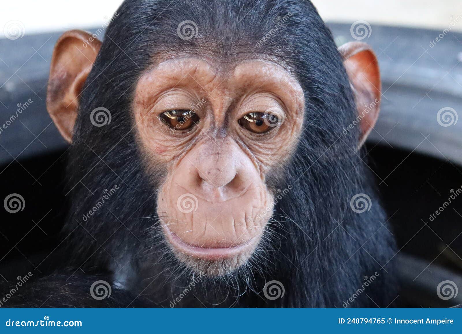 A Baby Chimpanzee Looking Sad Stock Image - Image of orphan, chimpanzee ...