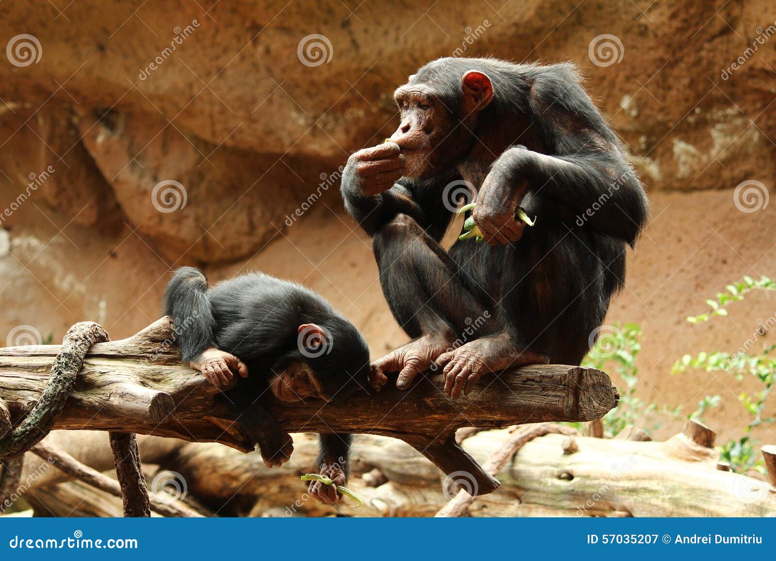 Baby Chimpanzee Playing Next To Mother Stock Image - Image of small ...