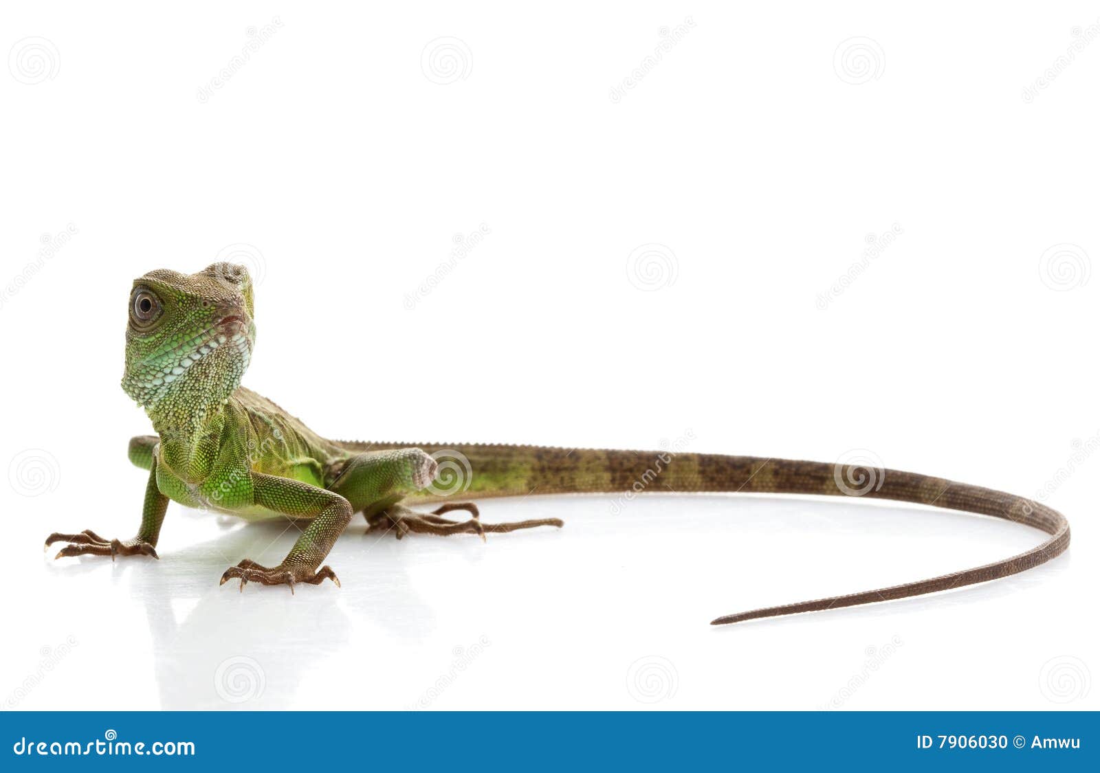 Baby Chinese Water Dragon Stock Photos - Free & Royalty-Free Stock ...