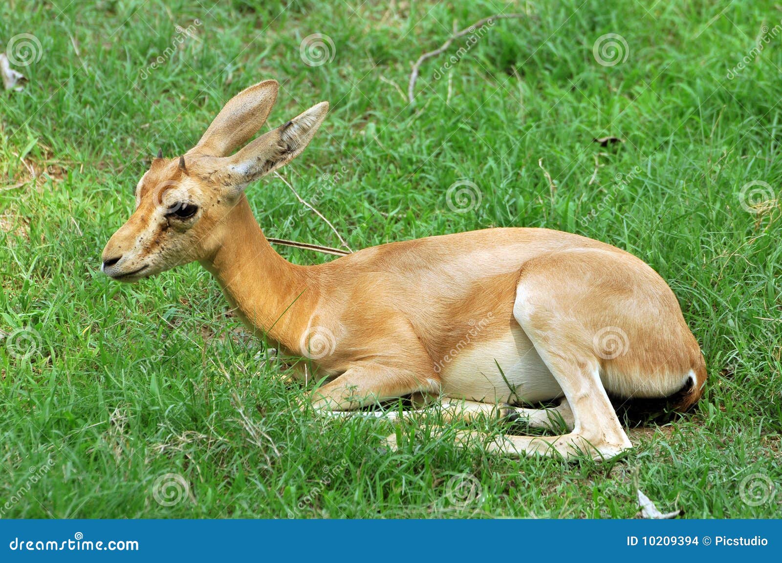Baby chinkara deer stock photo. Image of india, portrait - 10209394
