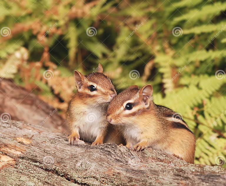 Baby chipmunk siblings stock photo. Image of youth, small - 16924014