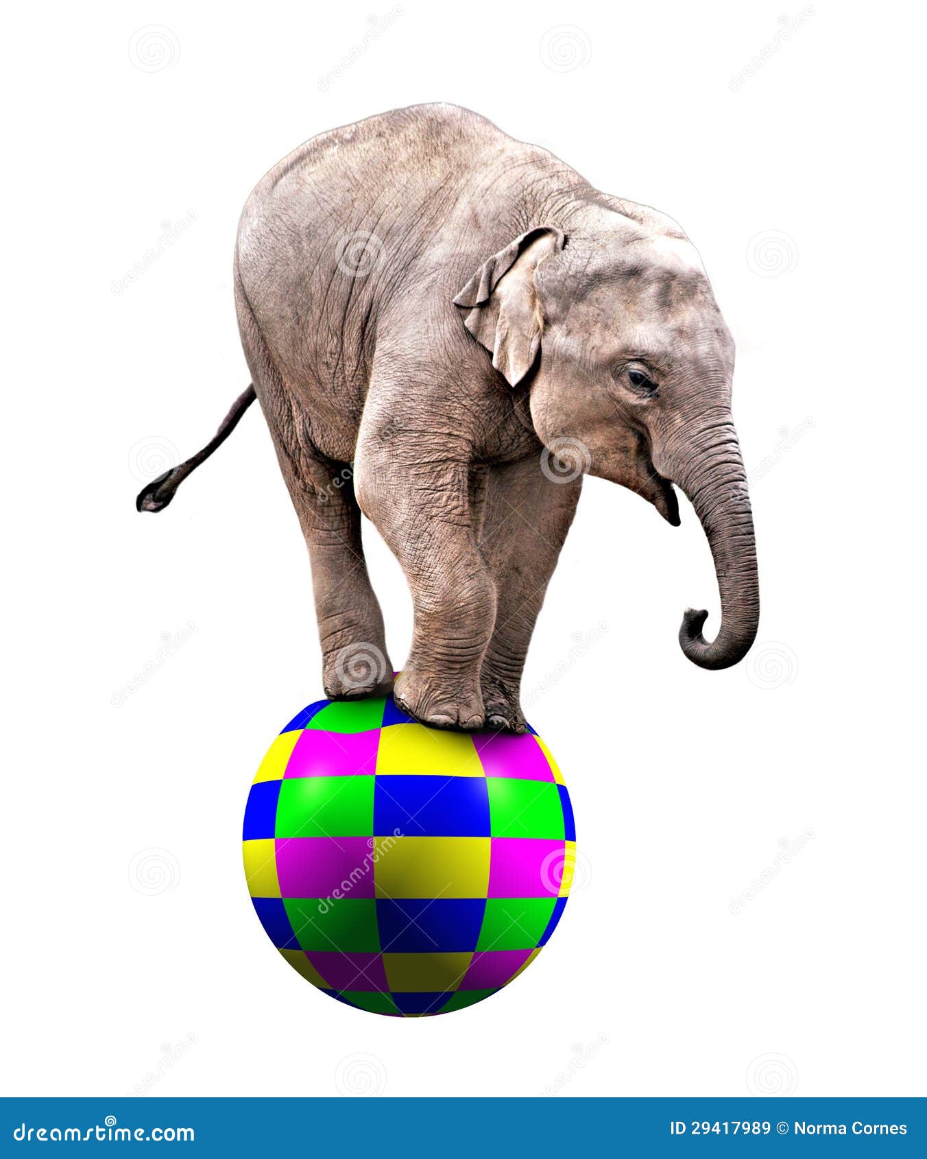 Baby circus elephant stock image. Image of successful - 29417989