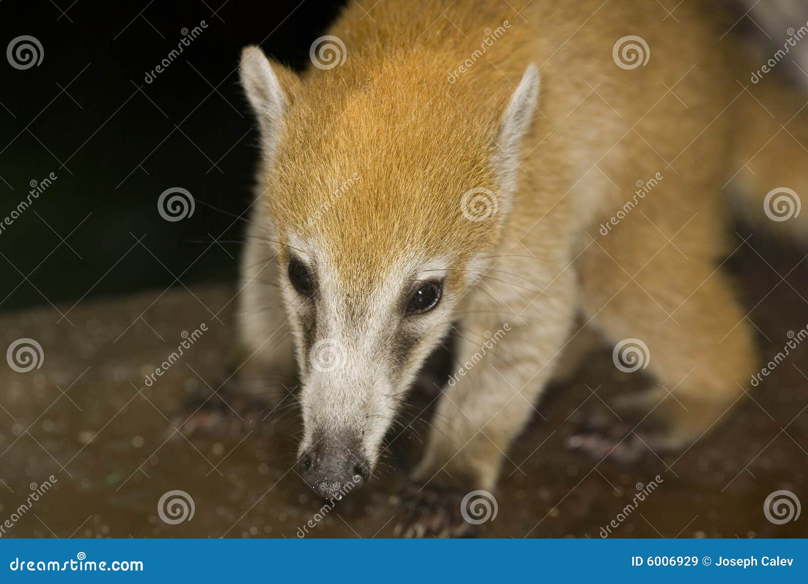 Baby coati stock image. Image of green, nose, nasua, coatimundi - 6006929